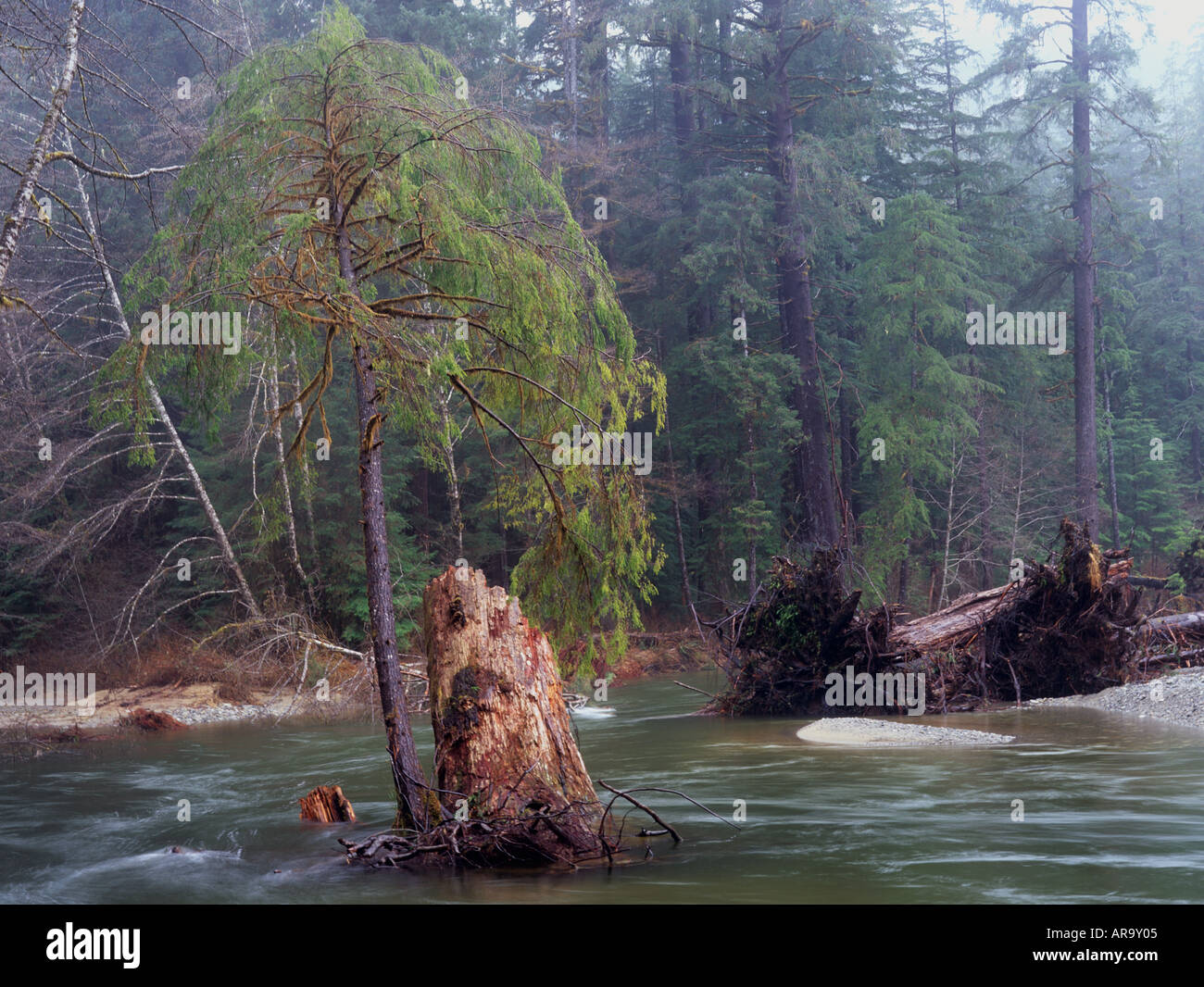 Western Red Cedar washed down Carmanah Valley in flood temperate rain ...