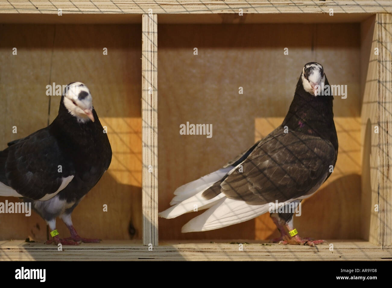 Exhibition pigeon hi-res stock photography and images - Alamy