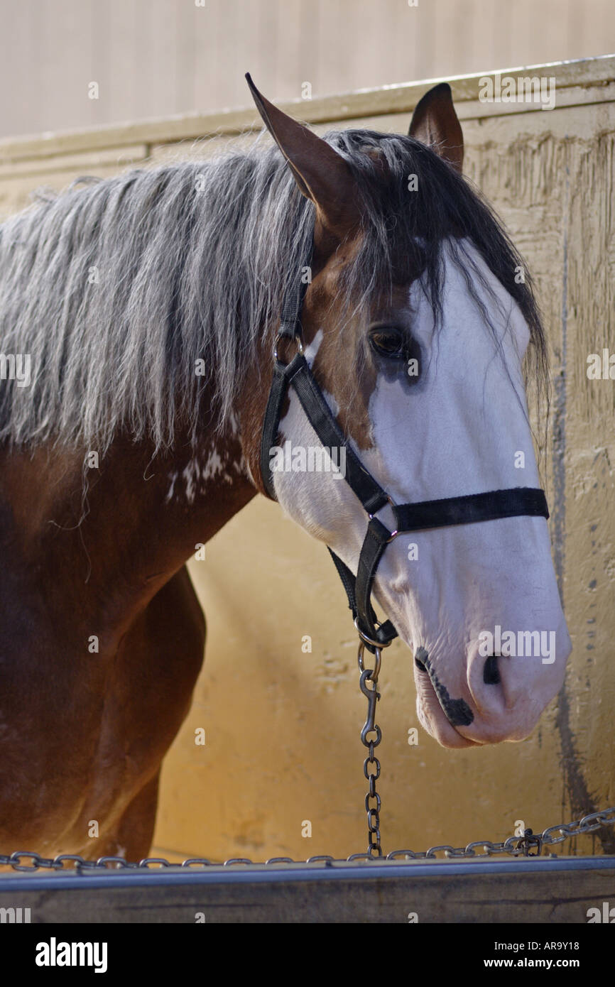 Indoor horse racing hi-res stock photography and images - Alamy
