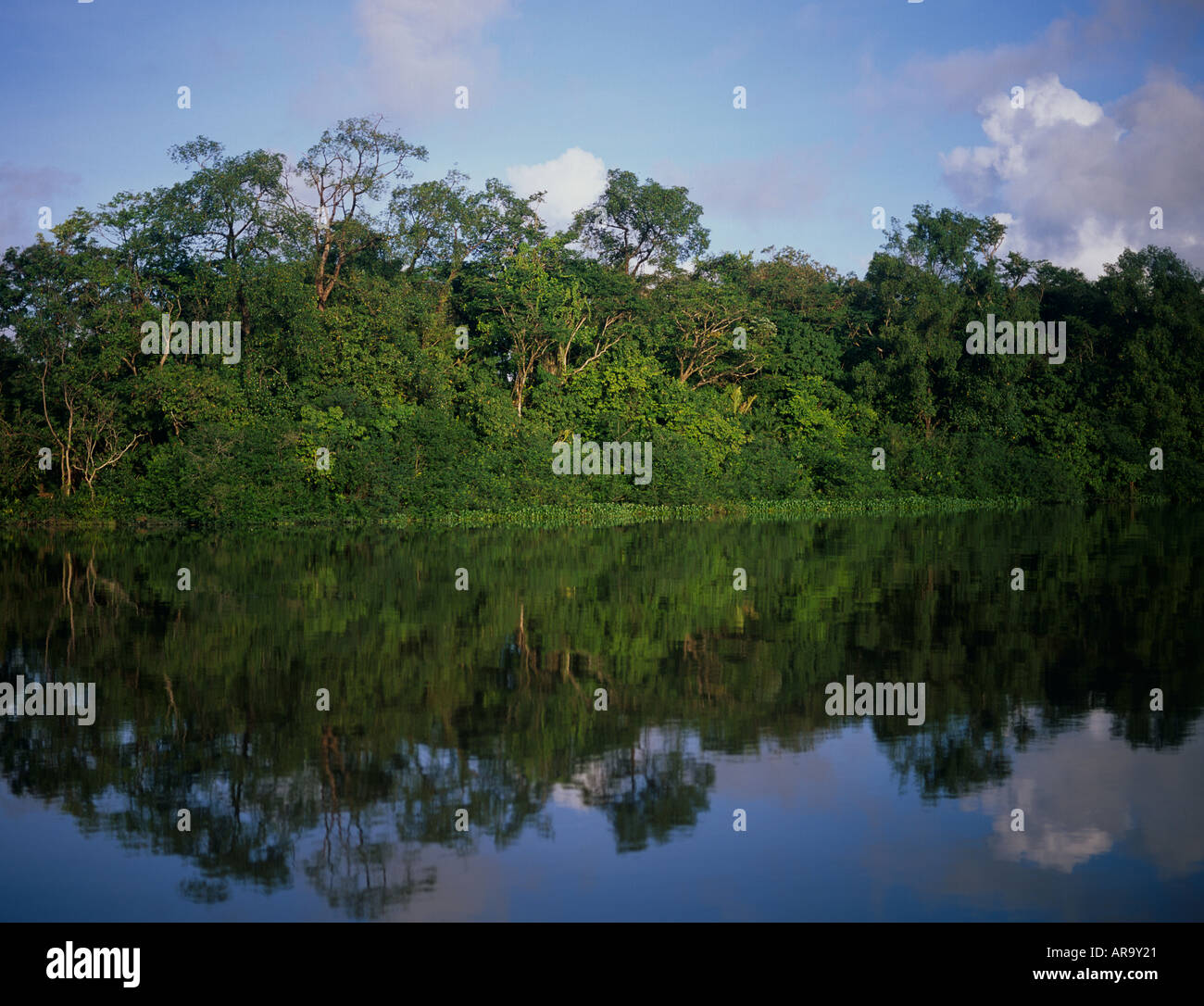 Tropical rain forest in Orinoco Delta, one of world's largest wetlands ...