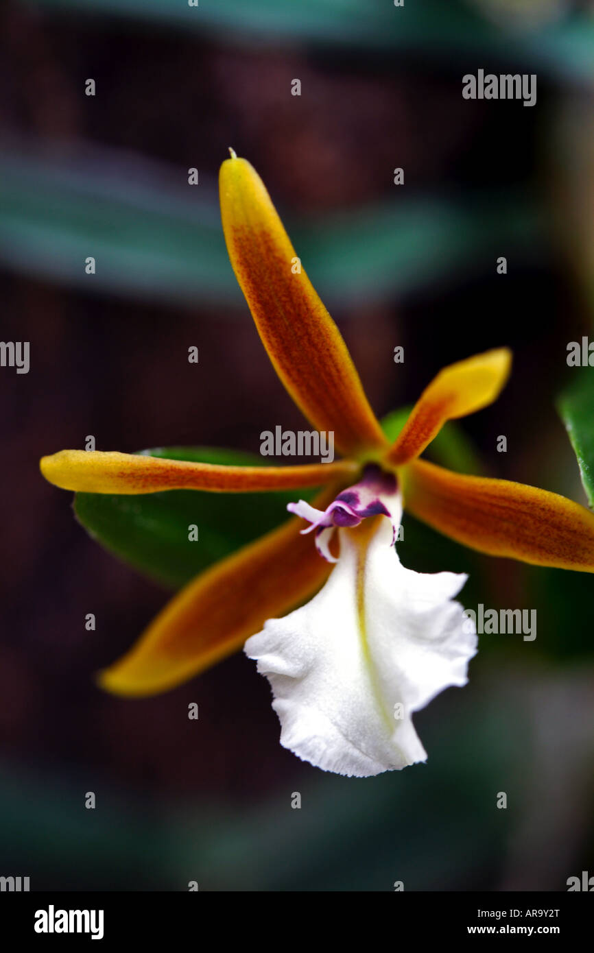 Dinema polybulbon hi-res stock photography and images - Alamy