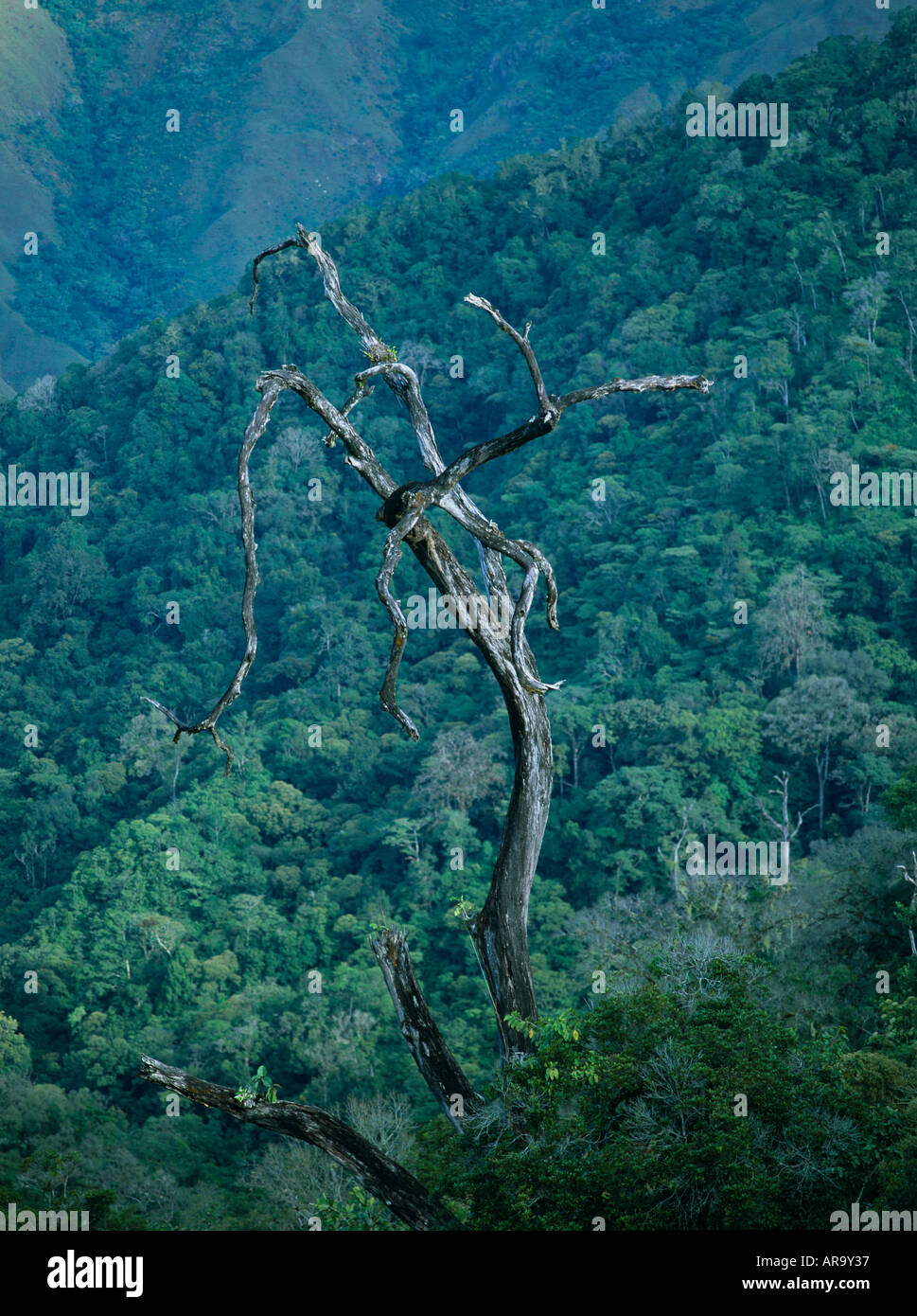 Tree hit lightening hi-res stock photography and images - Alamy