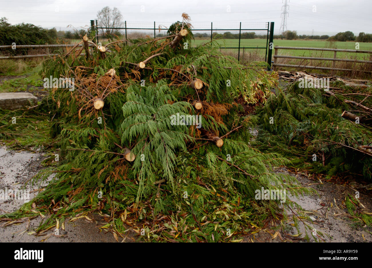Household garden waste green hedge trimmings dumped on the roadside in ...