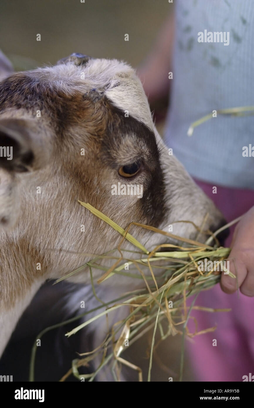 Boer goat hay hi-res stock photography and images - Alamy