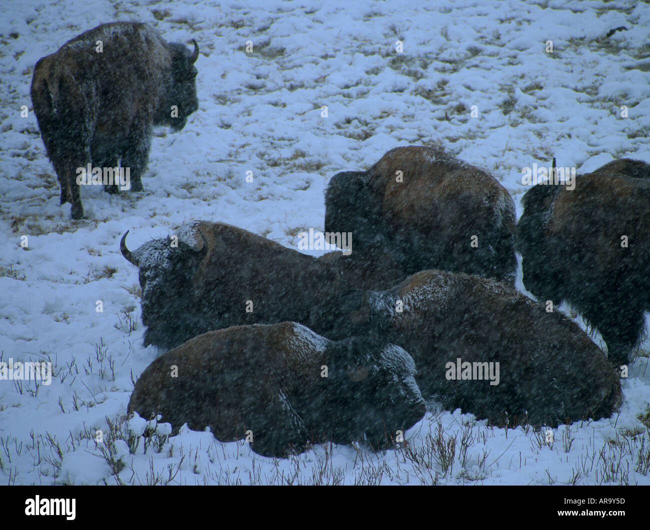 American bison lying down hi-res stock photography and images - Alamy