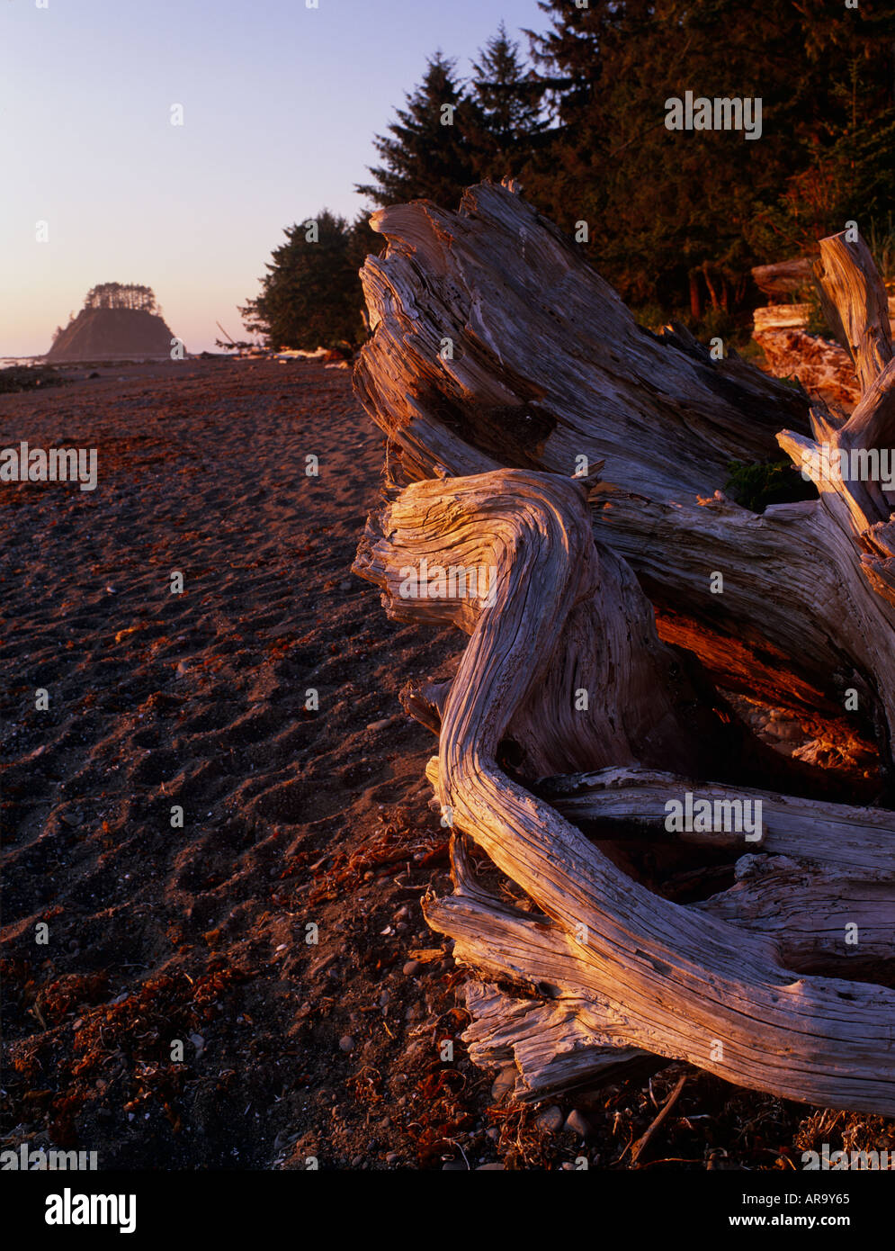 Temperate rain forest trees washed up at high tide on tide line ...