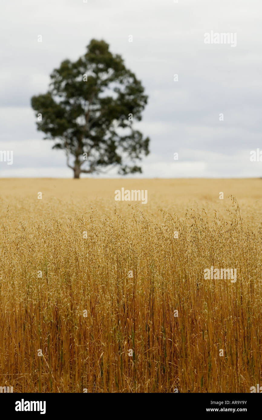 Australian tall grass hi-res stock photography and images - Alamy