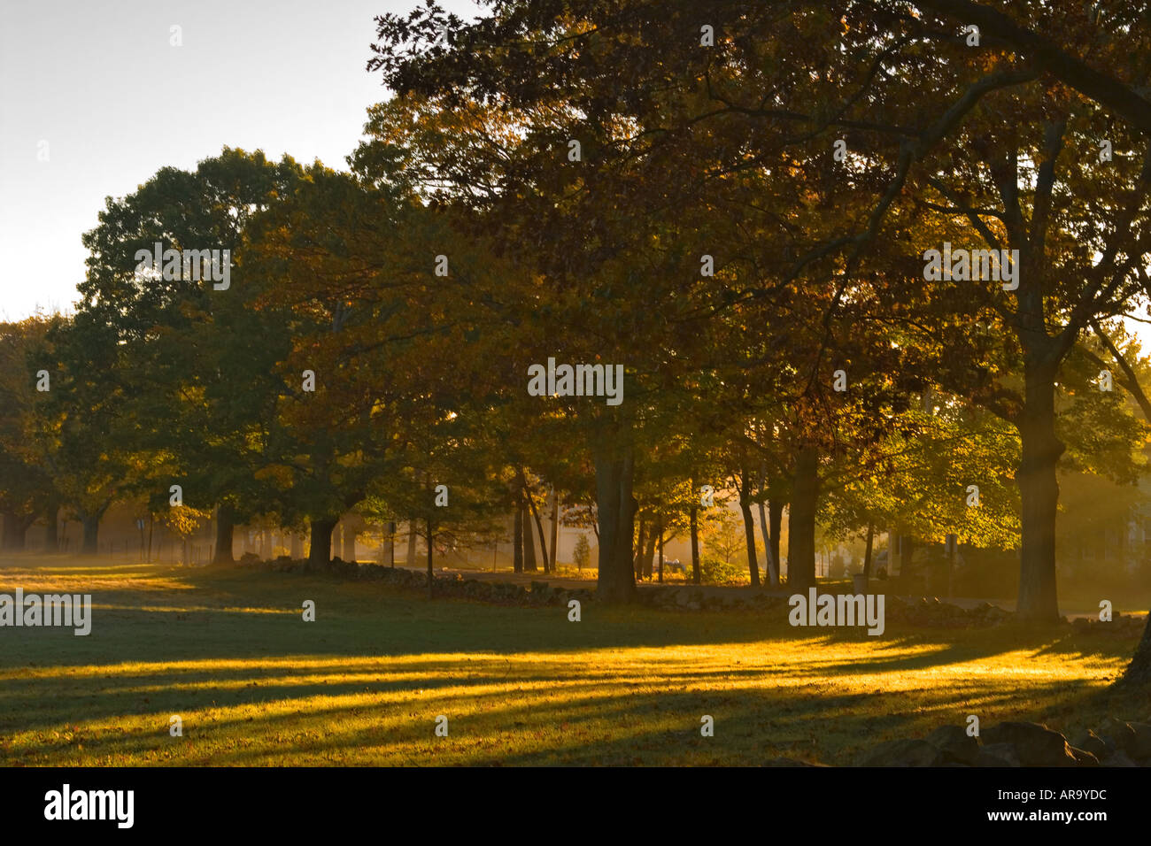 Light through the trunks hi-res stock photography and images - Alamy