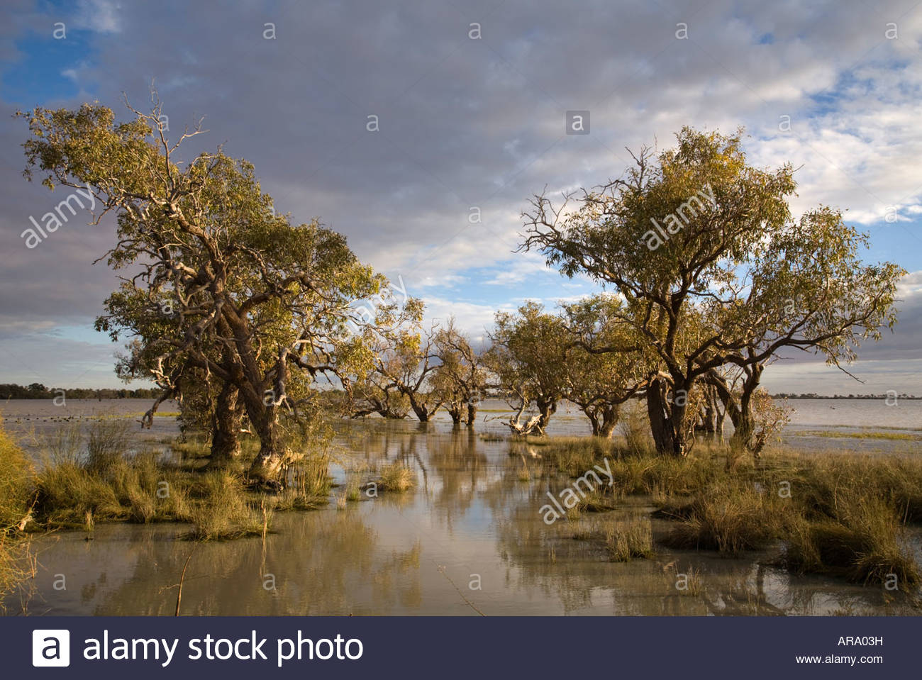 Coolibah Tree Stock Photos & Coolibah Tree Stock Images - Alamy