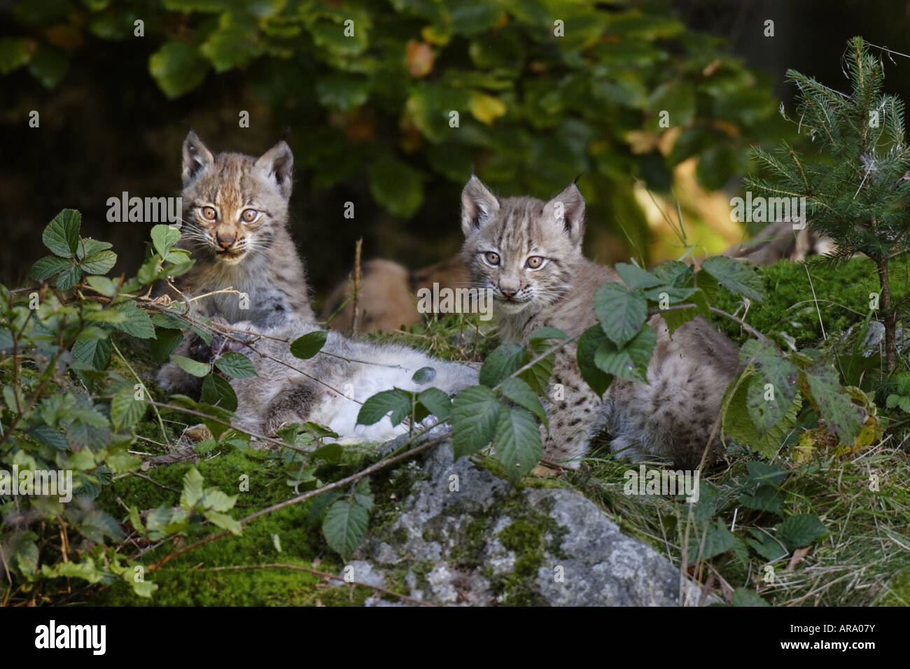 Junger Luchs an Beute juvenil lynx at booty Stock Photo - Alamy