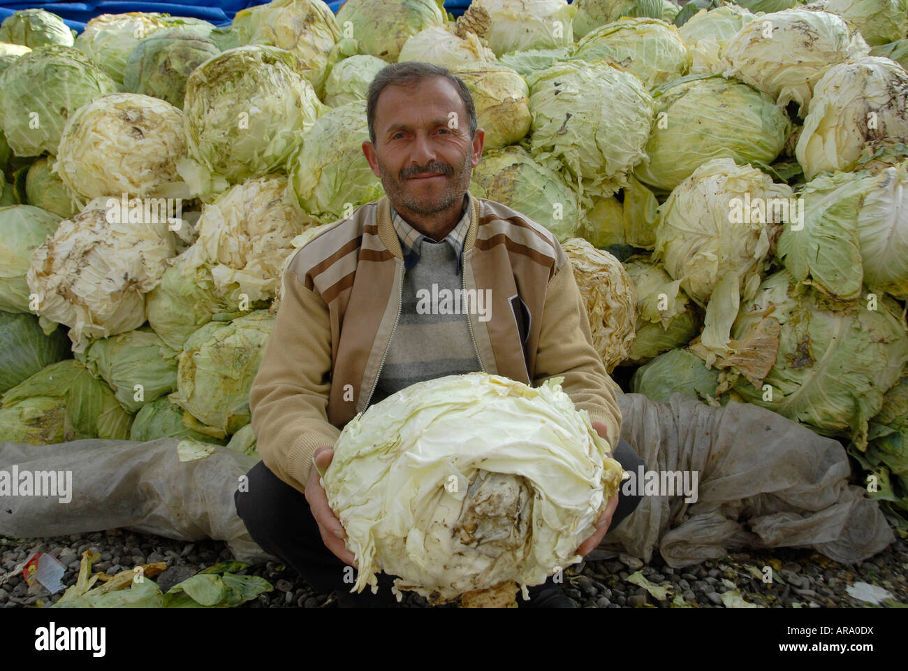 Giant cabbage hi-res stock photography and images - Alamy