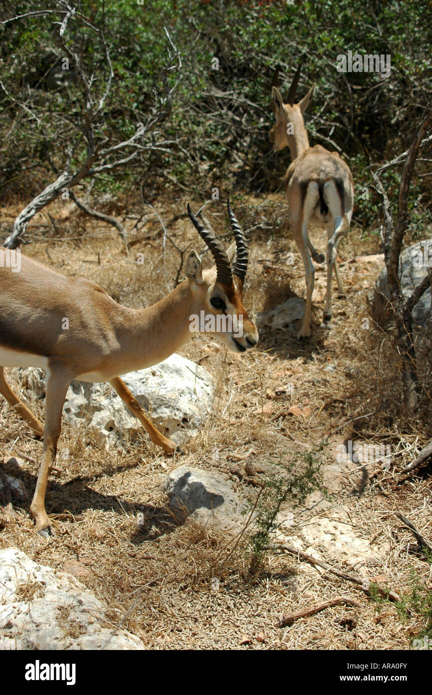 Israel Carmel mountain Hai Bar Wildlife Preserve Nature Reserve ...