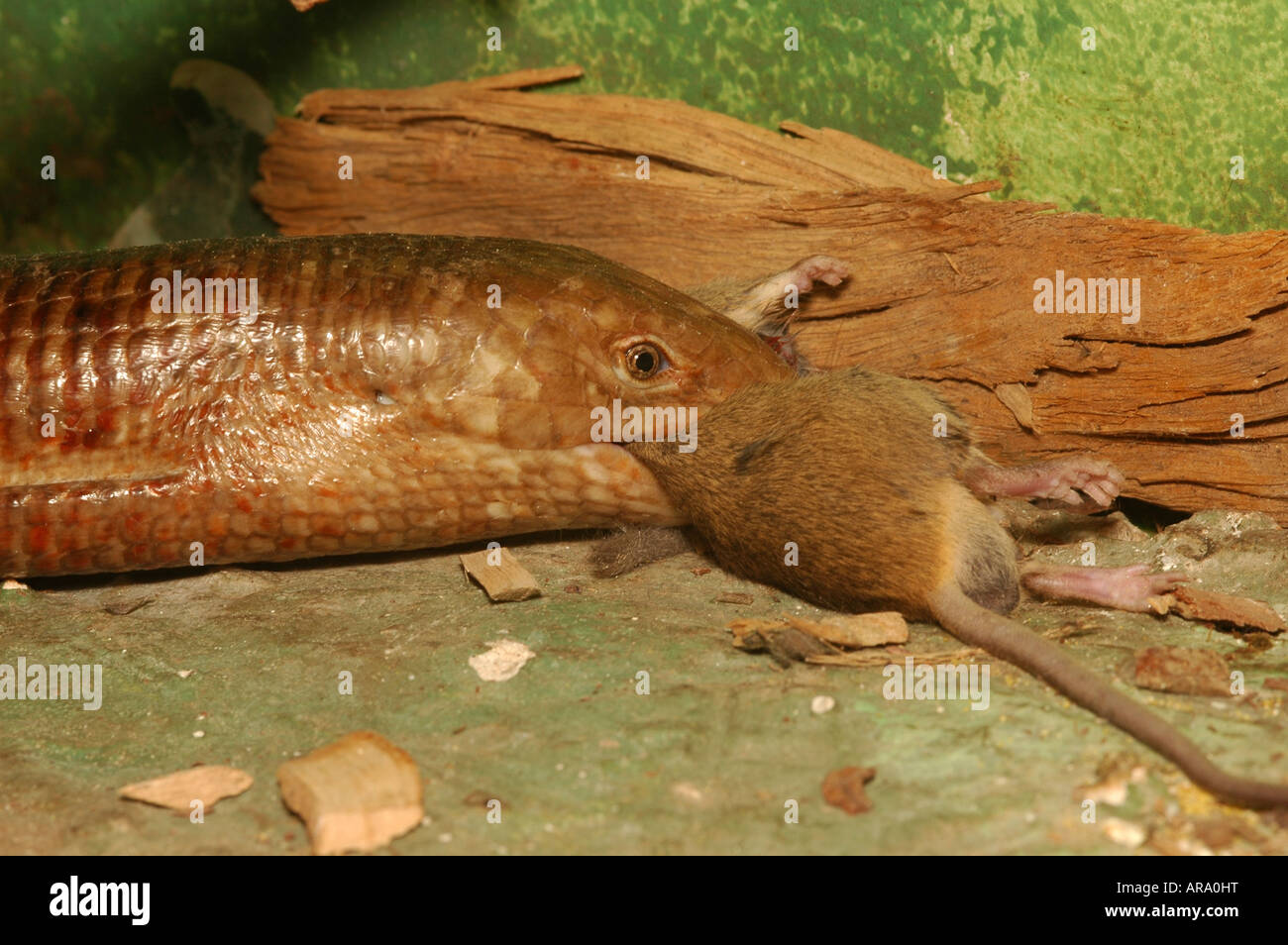 Scheltopusik or European Legless Lizard Ophisaurus apodus attempting to ...