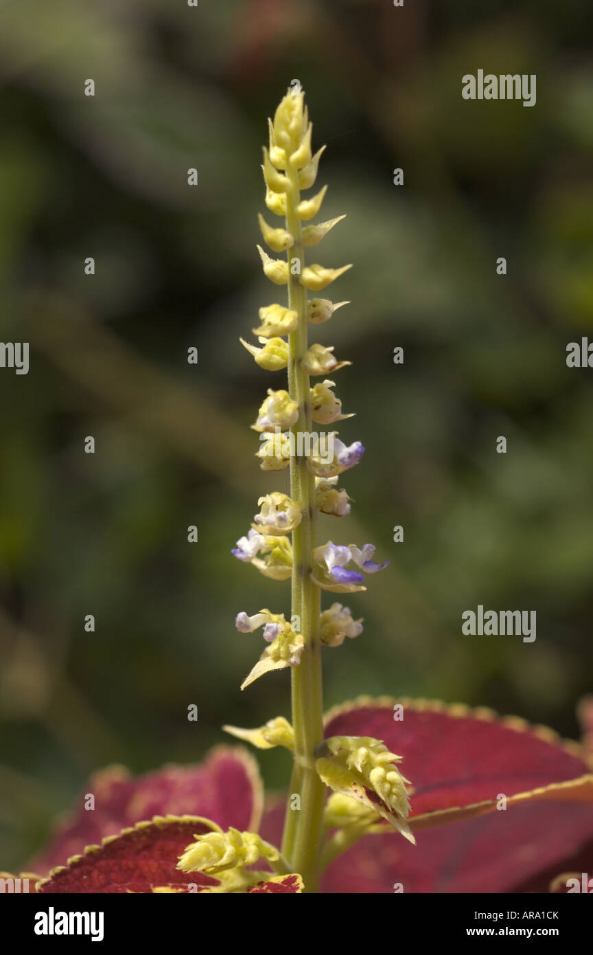 Coleus stem hi-res stock photography and images - Alamy