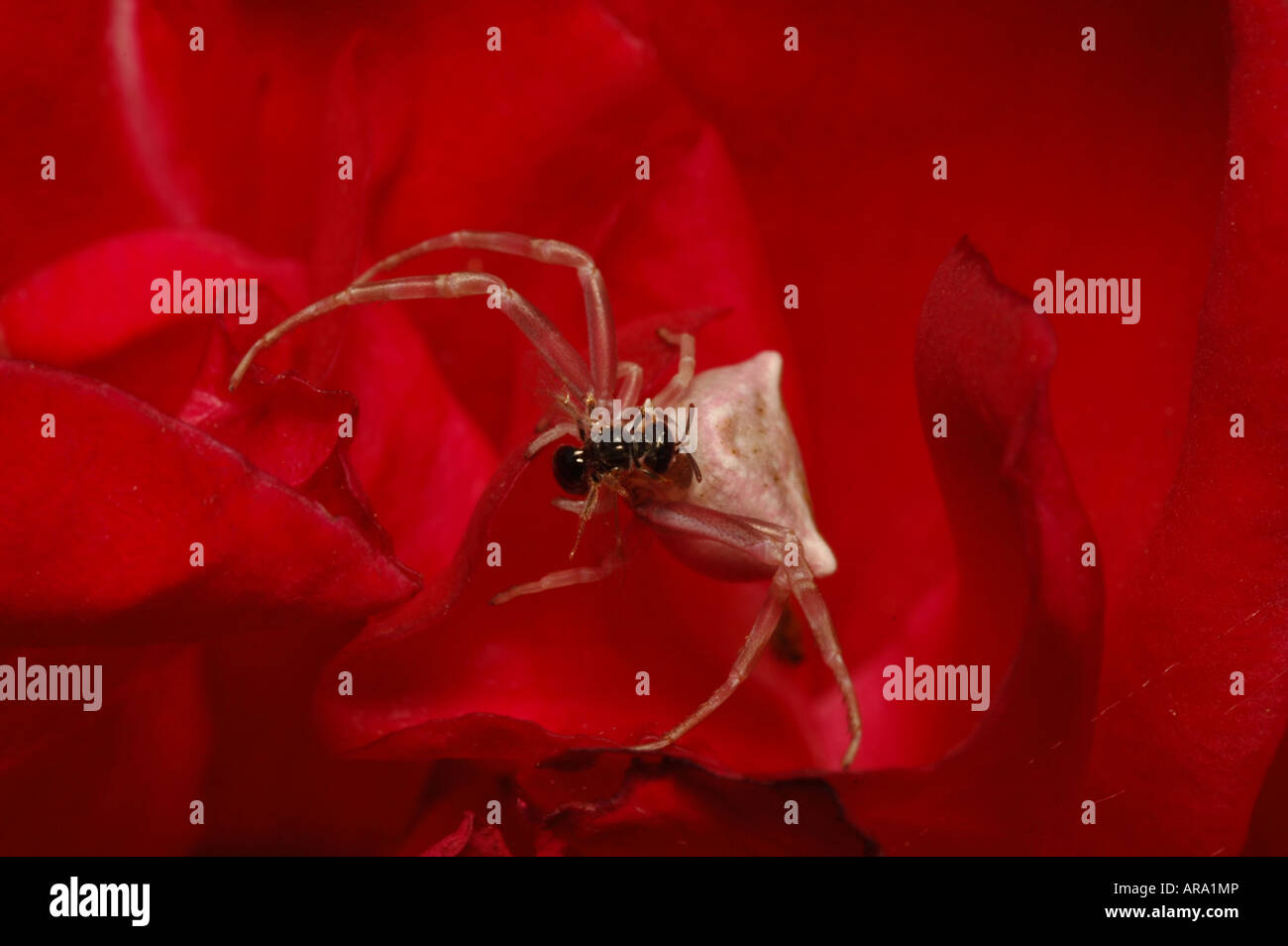 Spider eating an ant in his web Stock Photo - Alamy