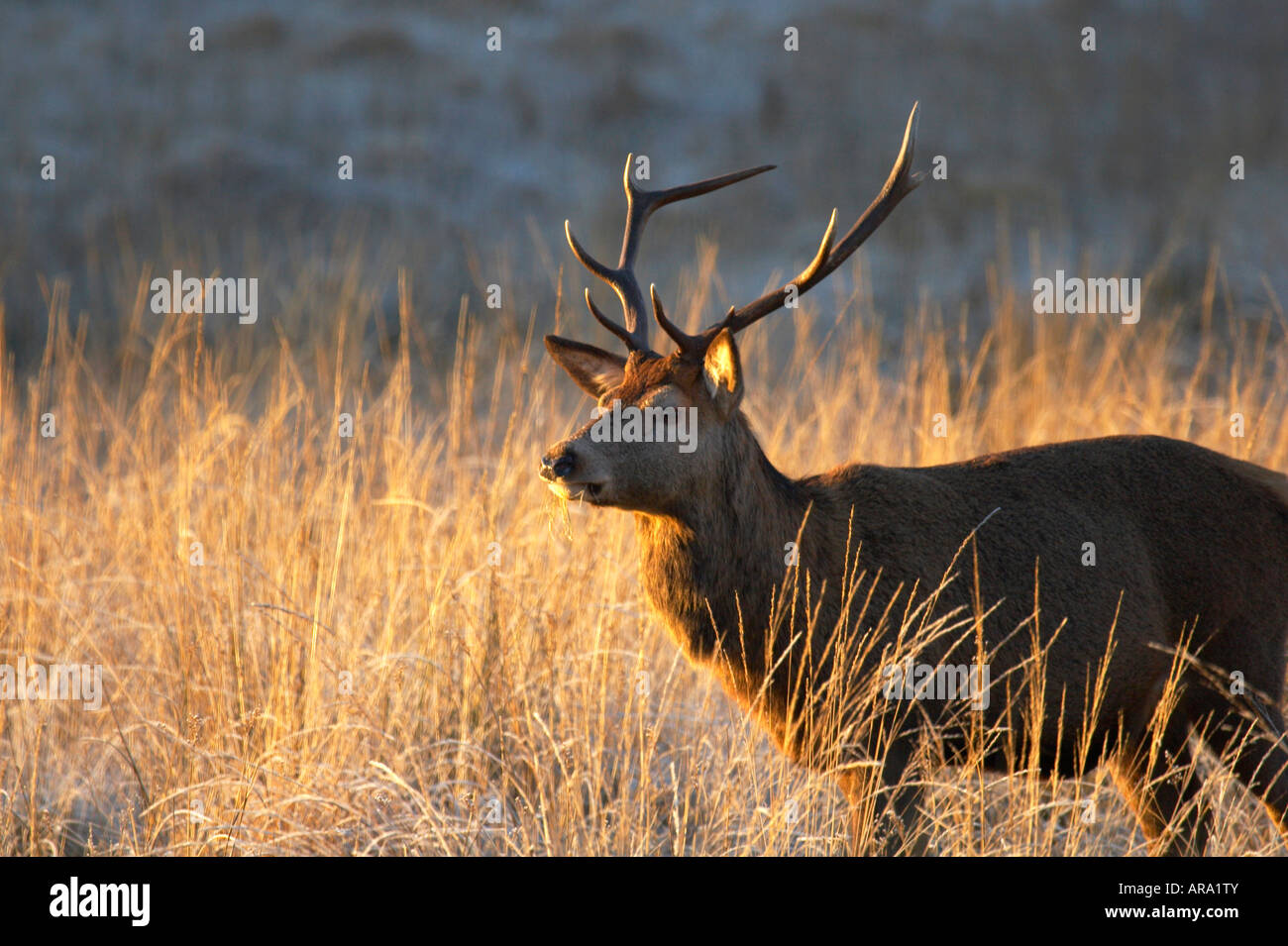 Wild Red Deer stag in the Scottish countryside Stock Photo - Alamy