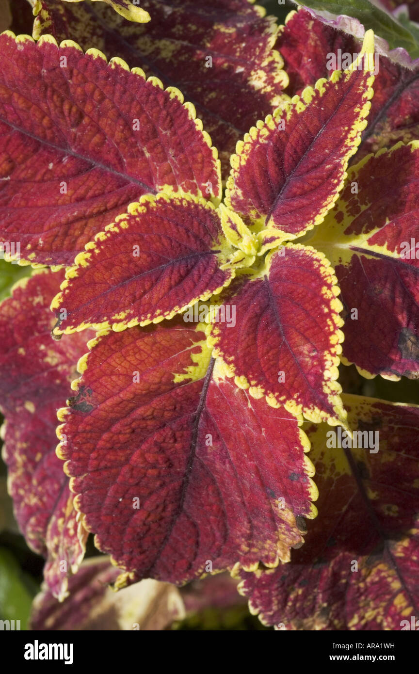 Foliage of Coleus Copper Glow Stock Photo - Alamy