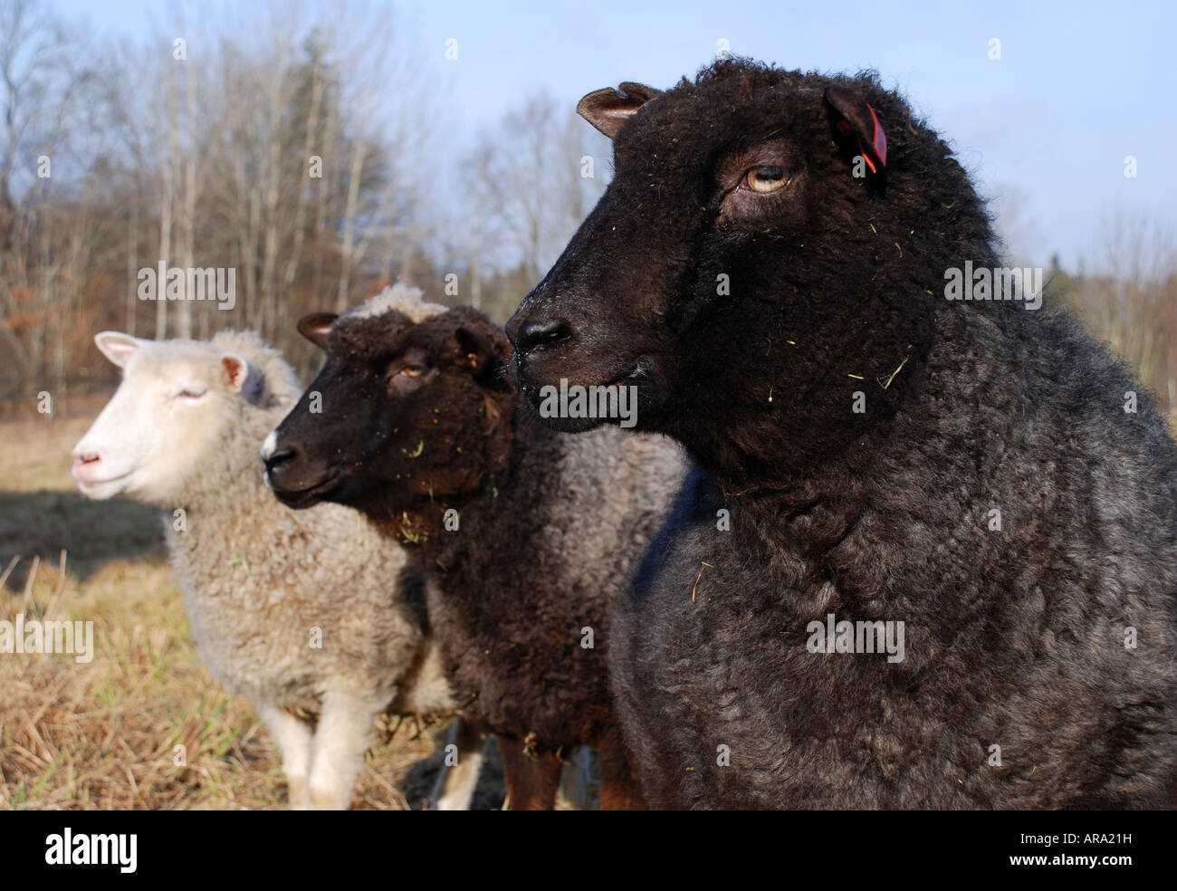 Three sheeps outdoors in winter Stock Photo - Alamy