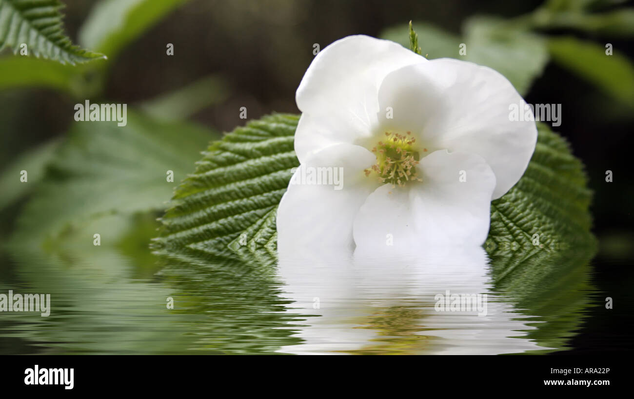 White flower with a beautiful reflection in the water Stock Photo - Alamy