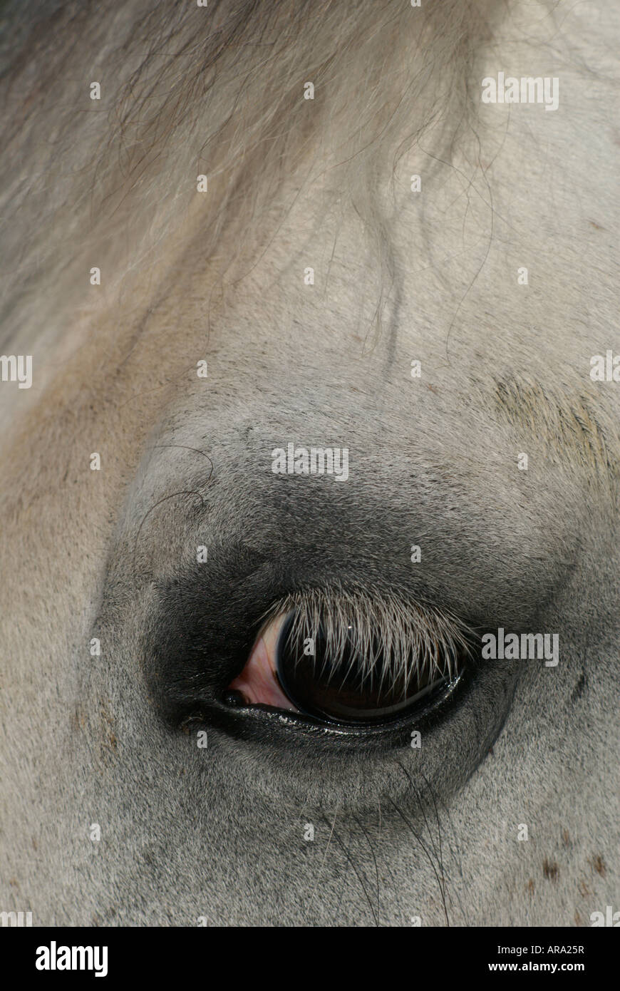 Fringe eye hi-res stock photography and images - Alamy