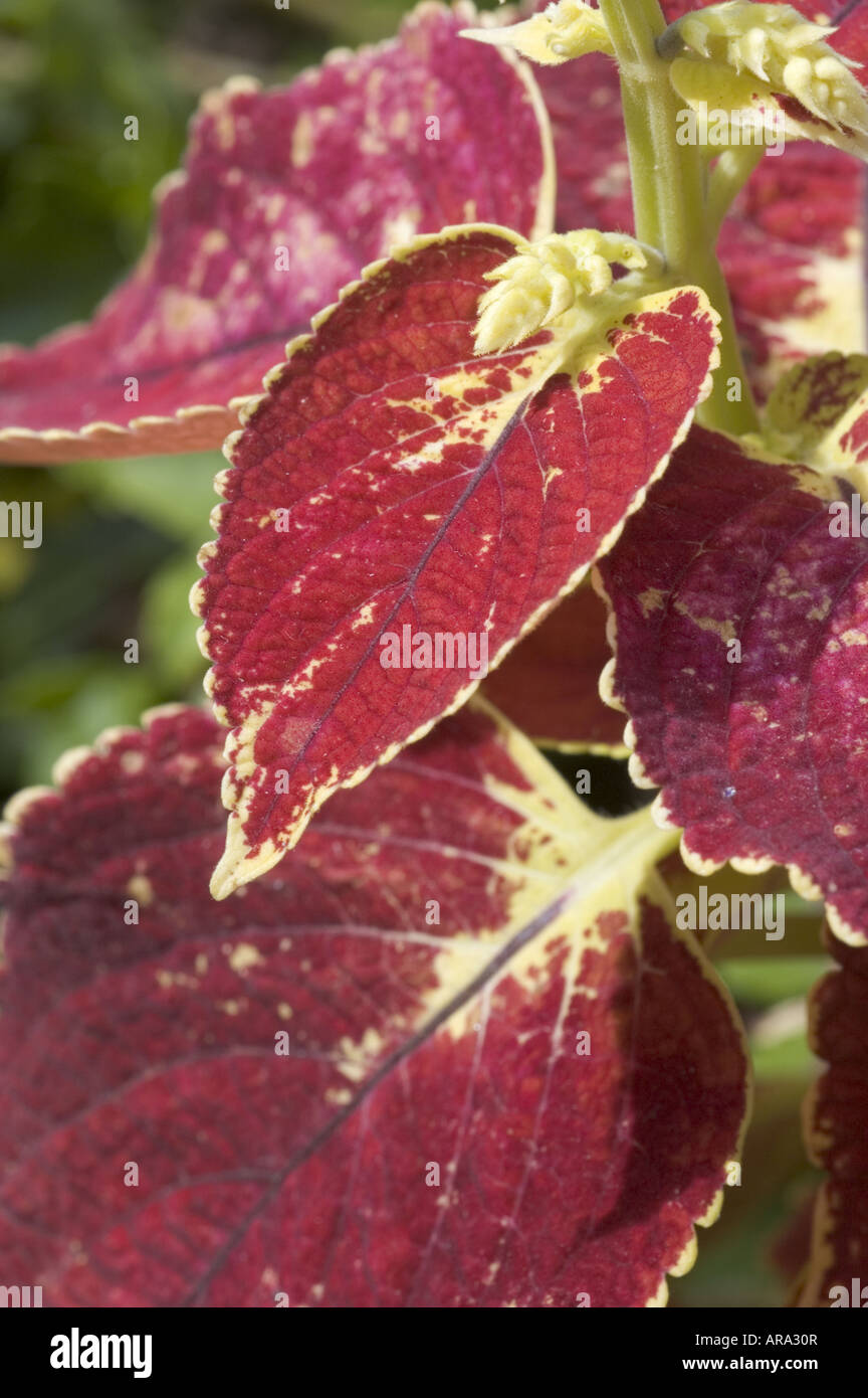 Coleus solenostemon hybrid hi-res stock photography and images - Alamy