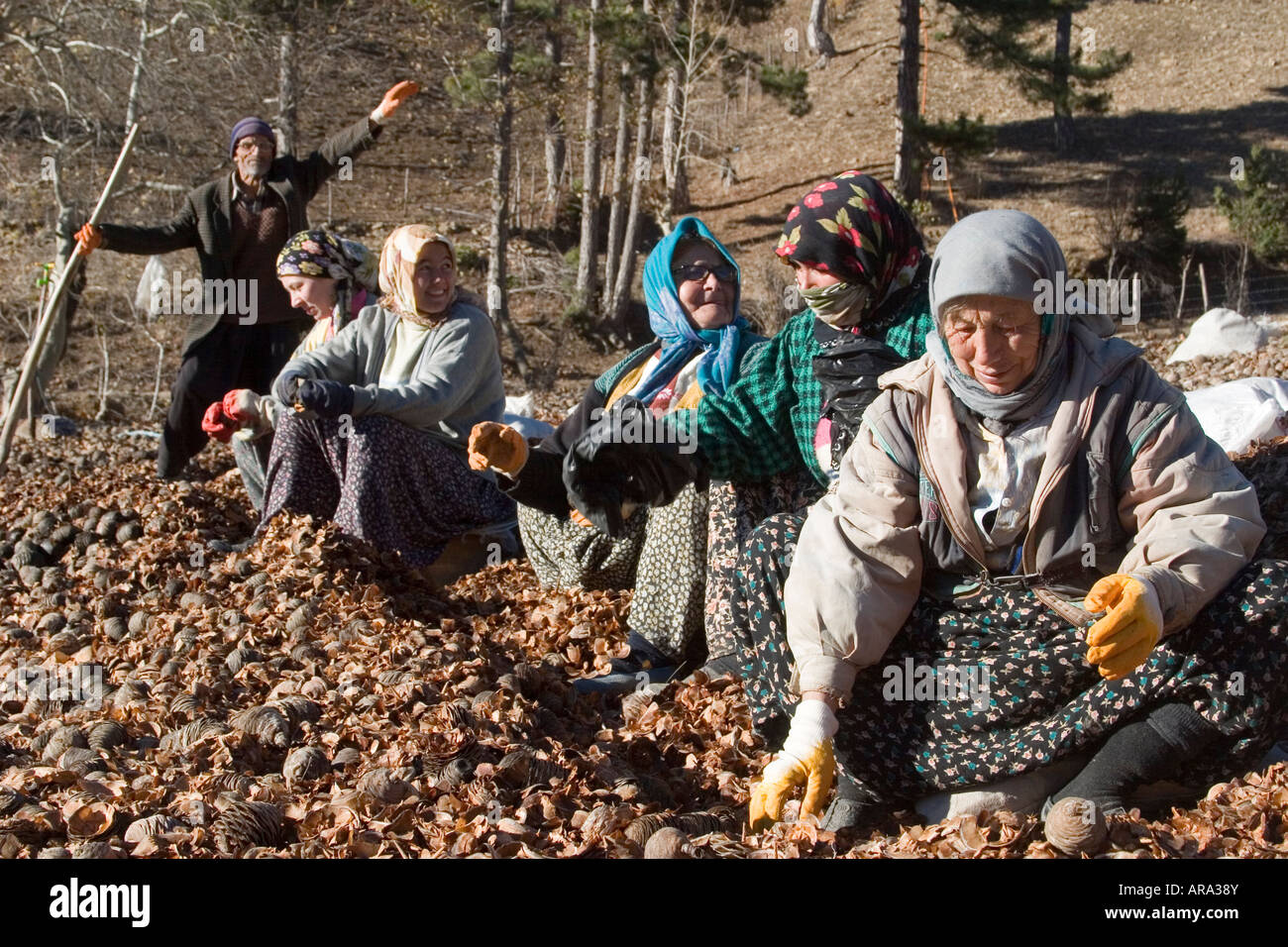Local villagers collecting pine cones in Andirin, Turkey 2005 Stock ...
