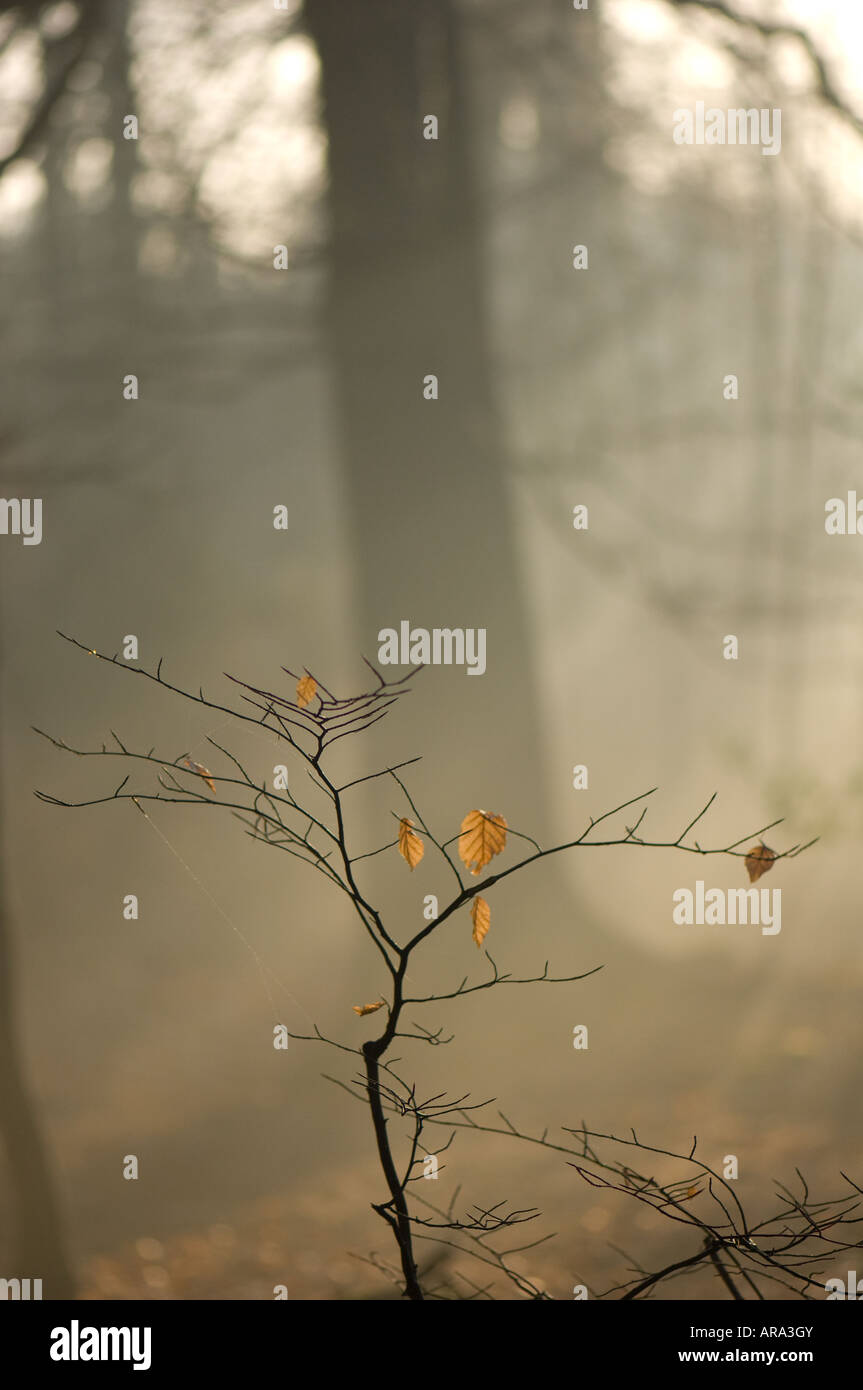 Sun and mist streaming through English countryside Stock Photo - Alamy