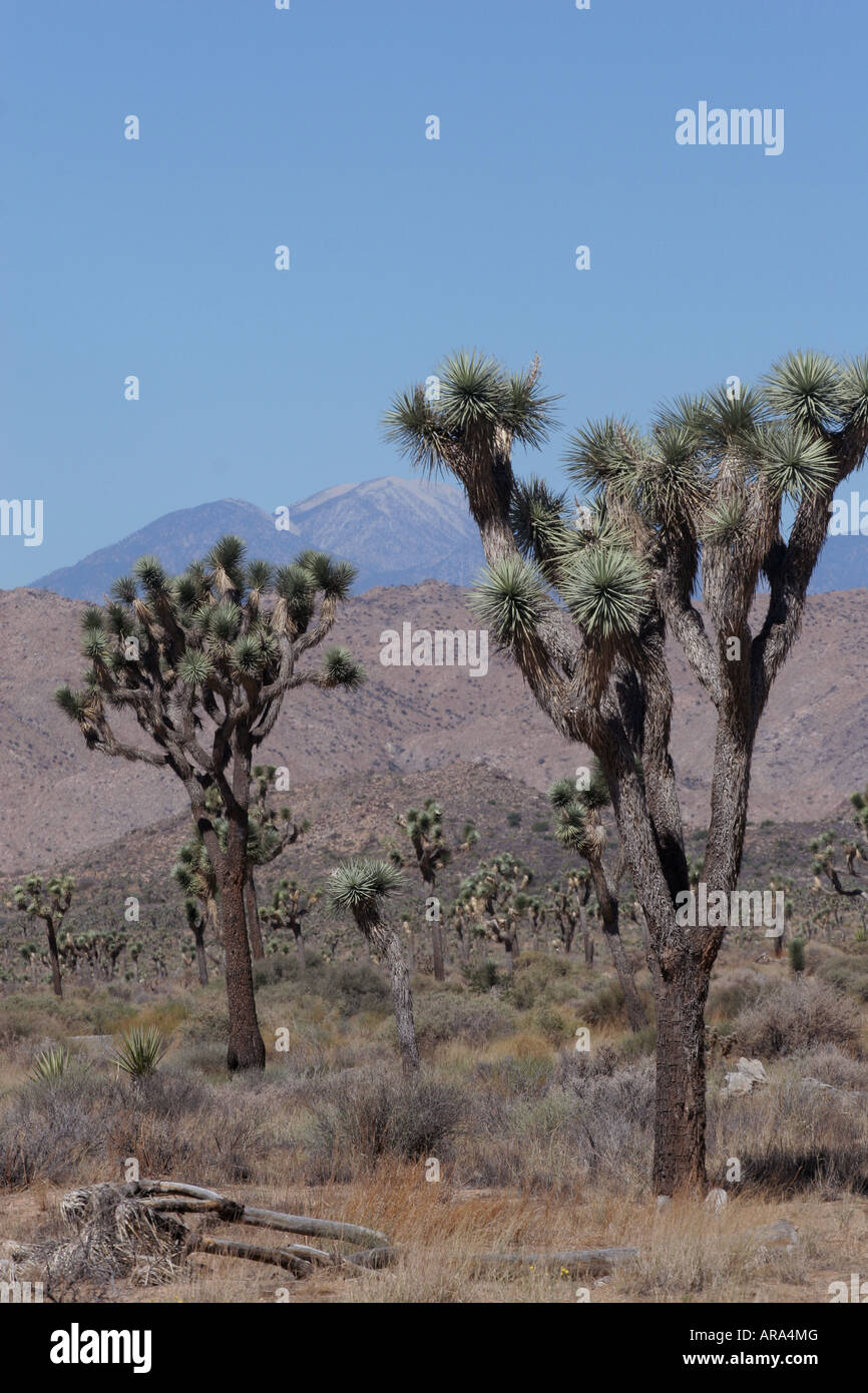 joshua tree national park cactus Stock Photo - Alamy