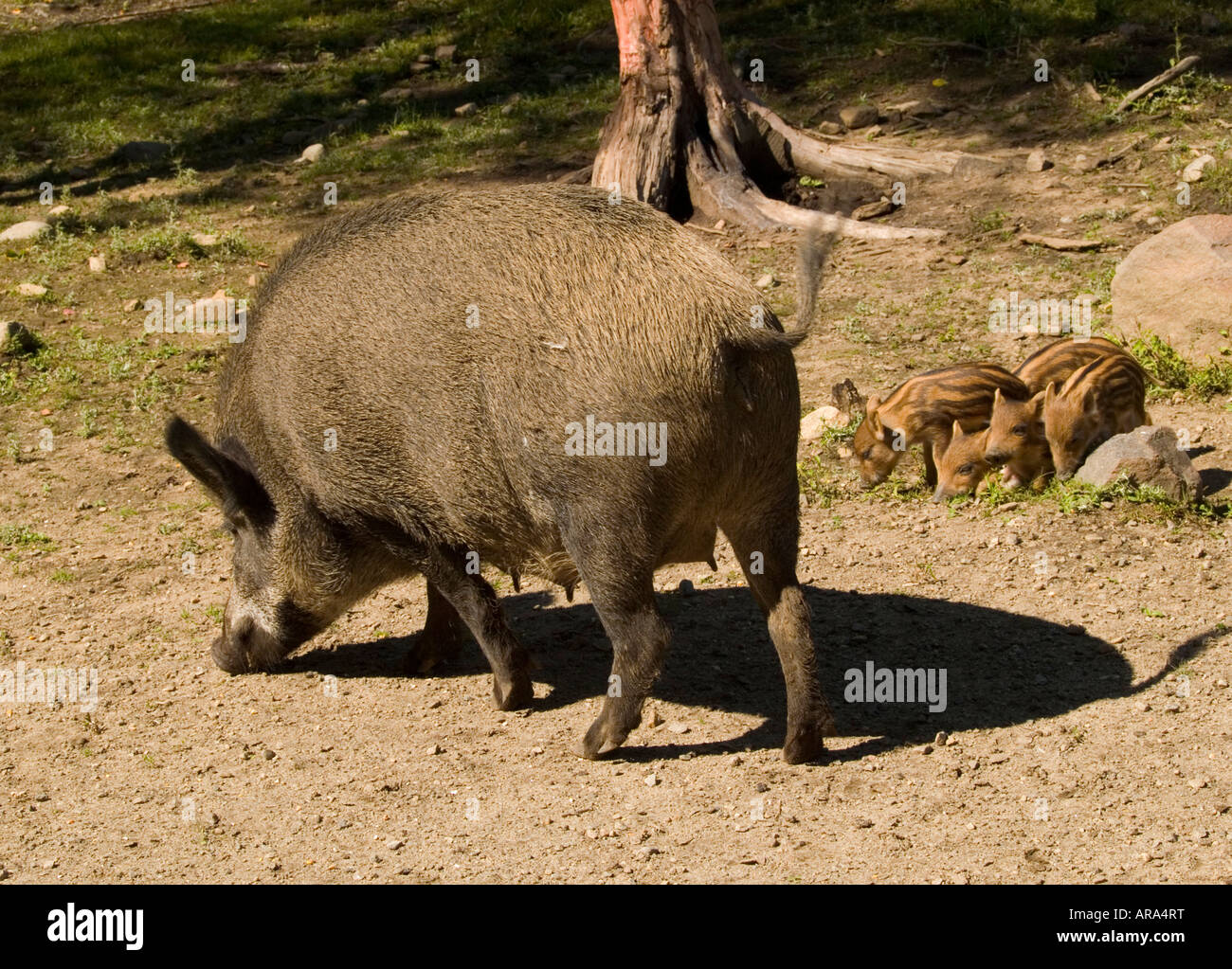 A wild boar and several piglets at the Parc Omega in Montebello, Quebec ...