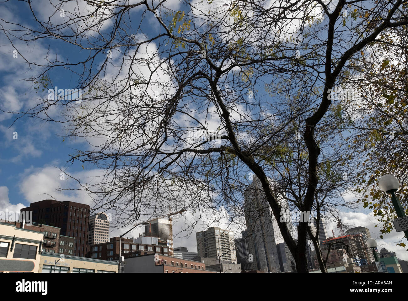 Seattle Washington skyline through fall tree branches Stock Photo - Alamy