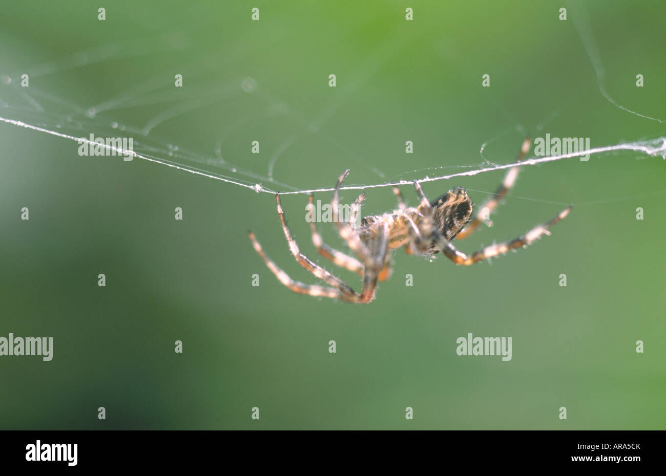 "Garden Spider" Hanging onto Underside of Web Stock Photo - Alamy