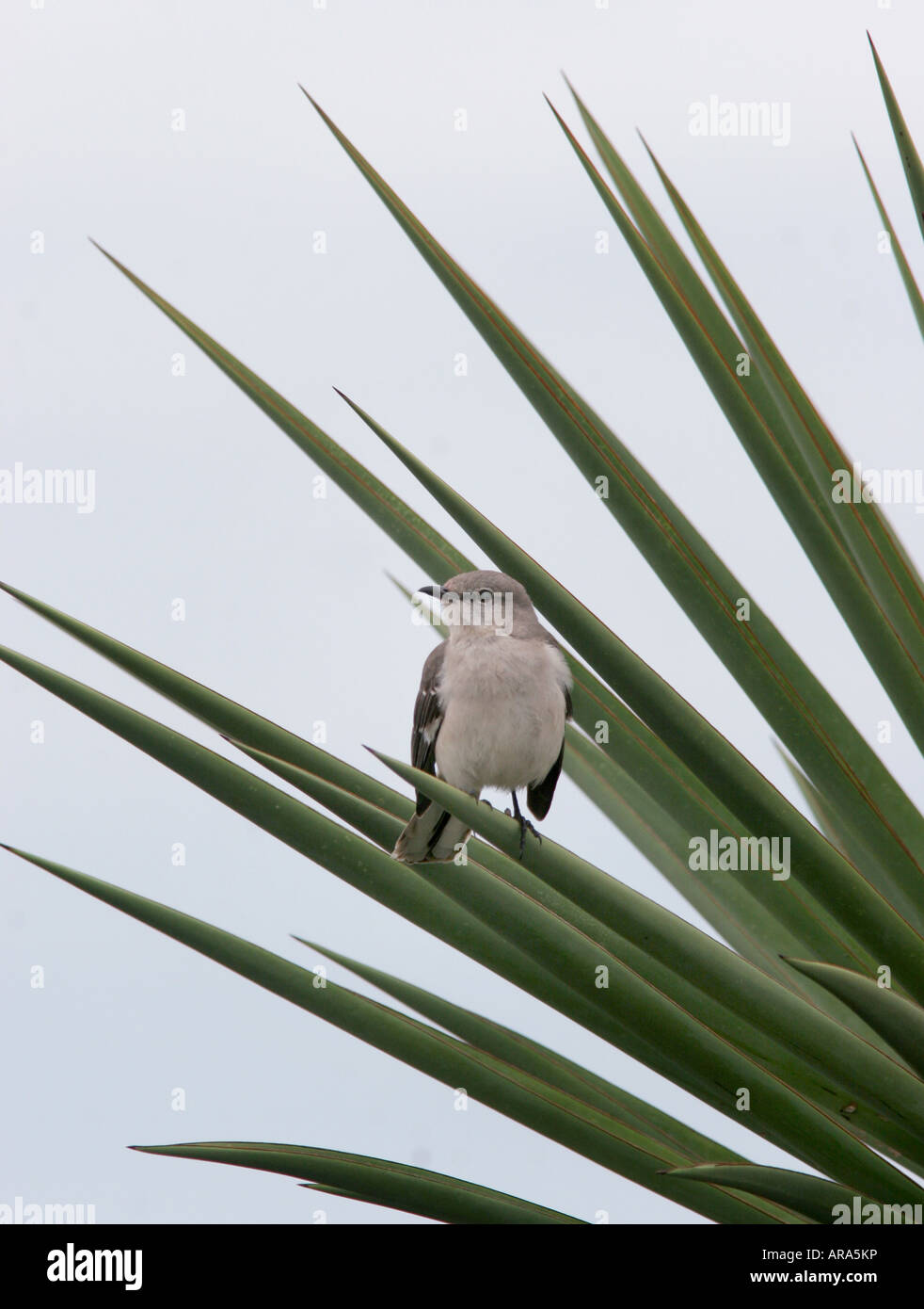 Pita bird hi-res stock photography and images - Alamy