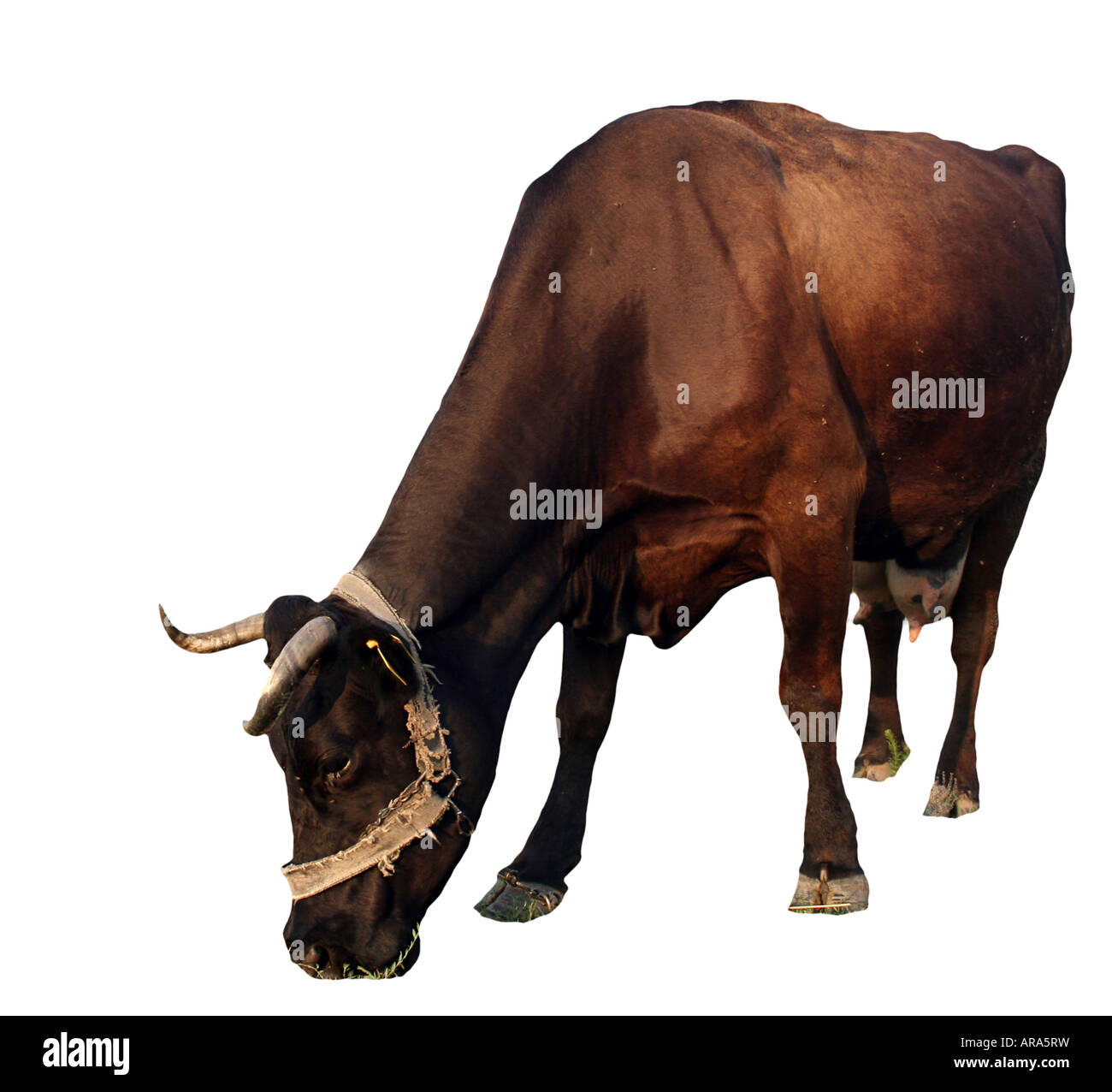Cow isolated on white Stock Photo - Alamy