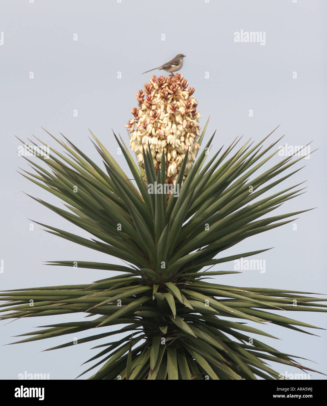 Pita bird hi-res stock photography and images - Alamy