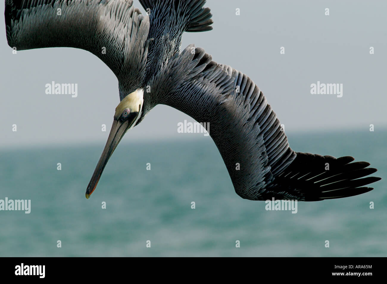 Pelican flying dive diving hi-res stock photography and images - Alamy