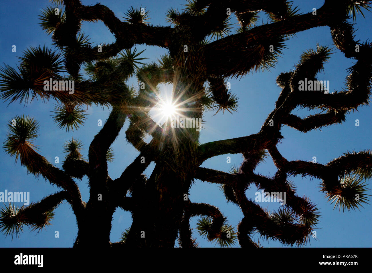 joshua tree national park cactus agave Stock Photo - Alamy