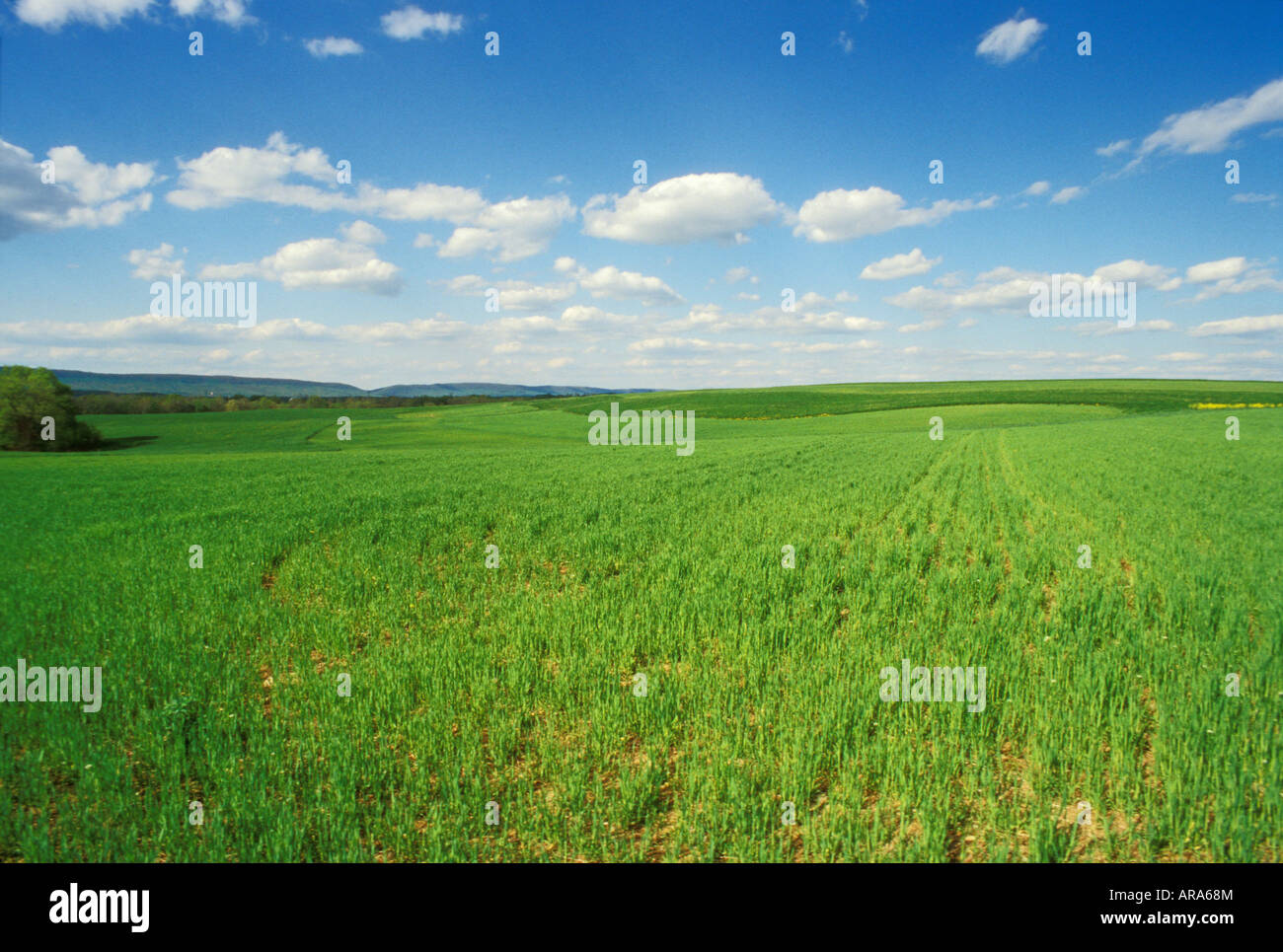 Blue sky summer spring season Stock Photo - Alamy