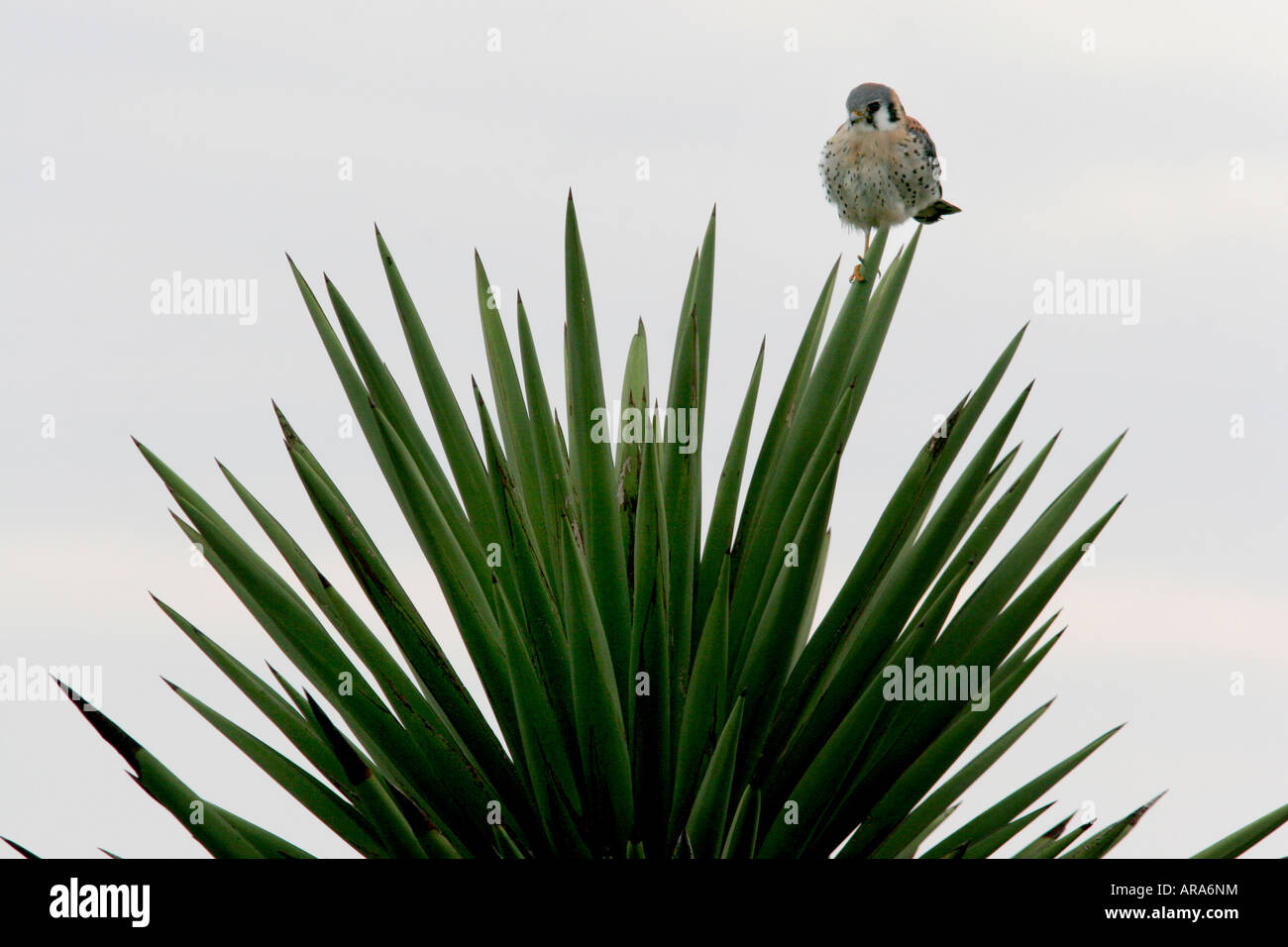Pita bird hi-res stock photography and images - Alamy