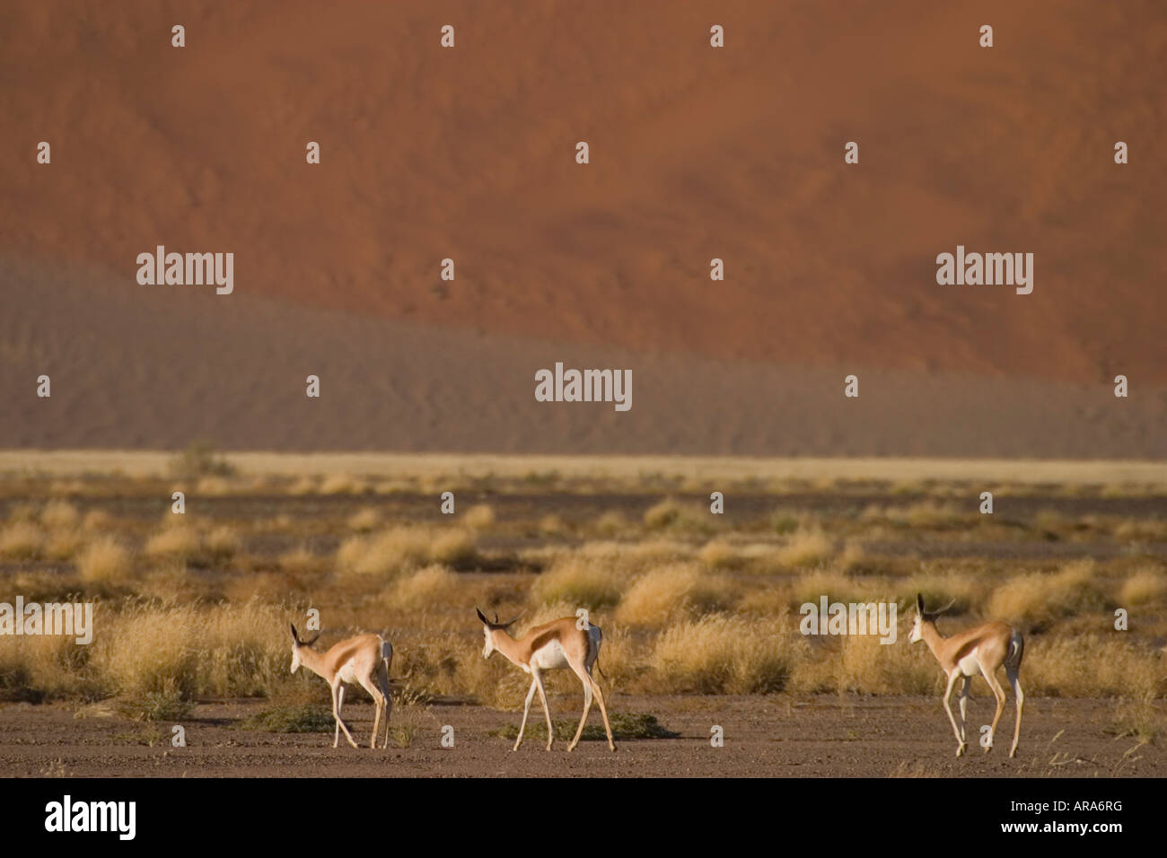 Impala, Sossusvlei, Namibia Stock Photo - Alamy