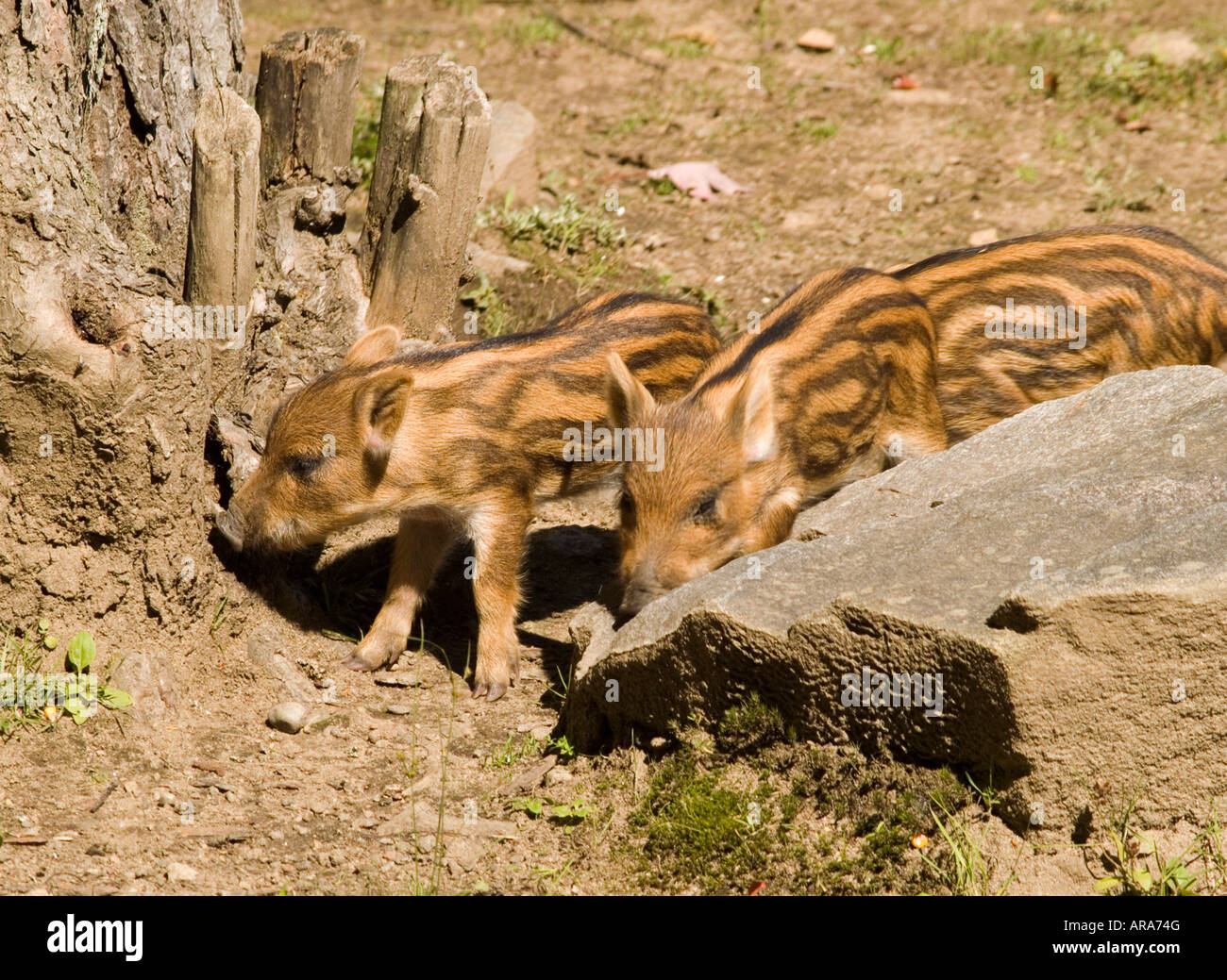 Canada wild boars hi-res stock photography and images - Alamy