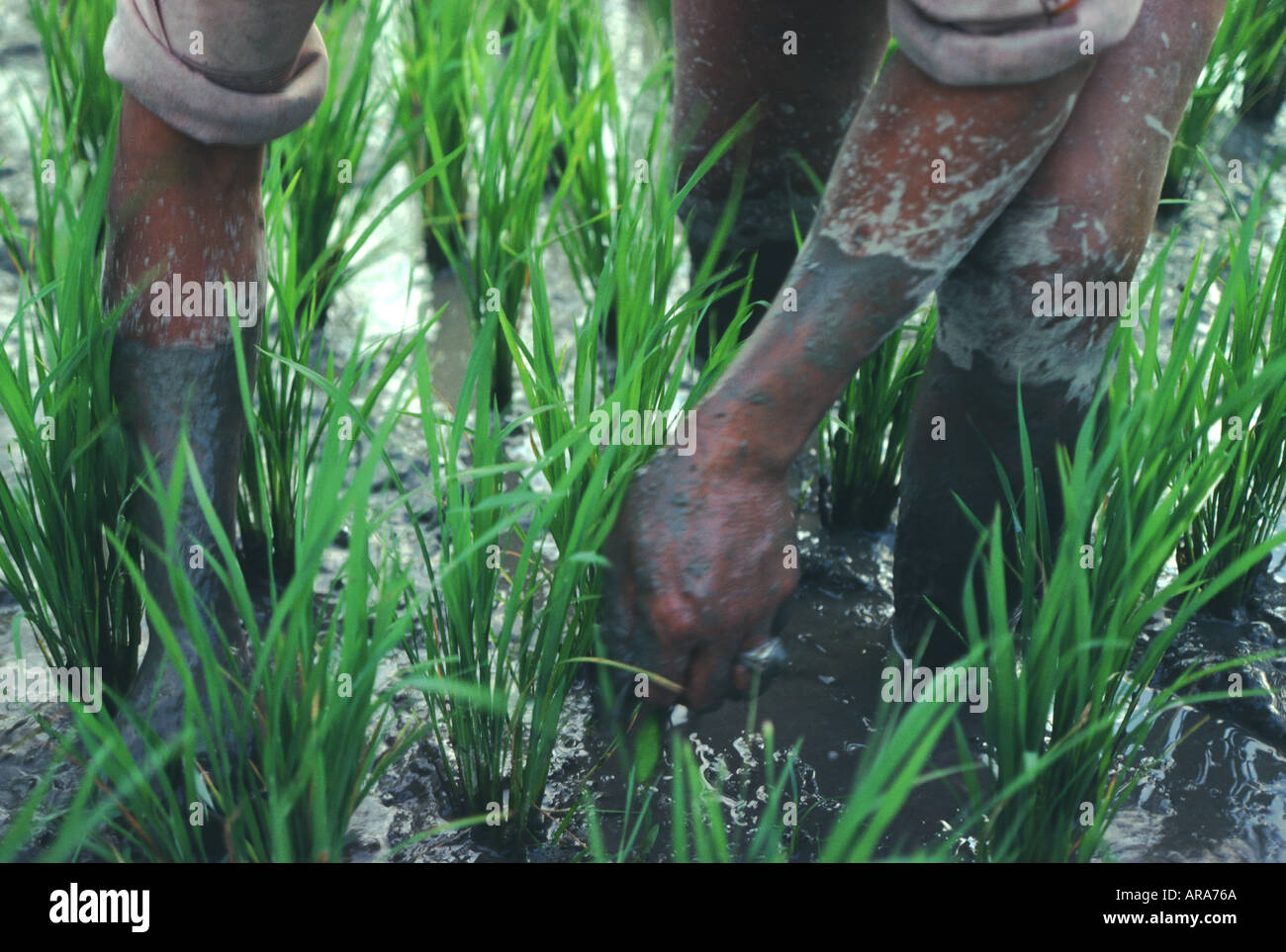 Man planting rice Bali Indonesia Stock Photo - Alamy
