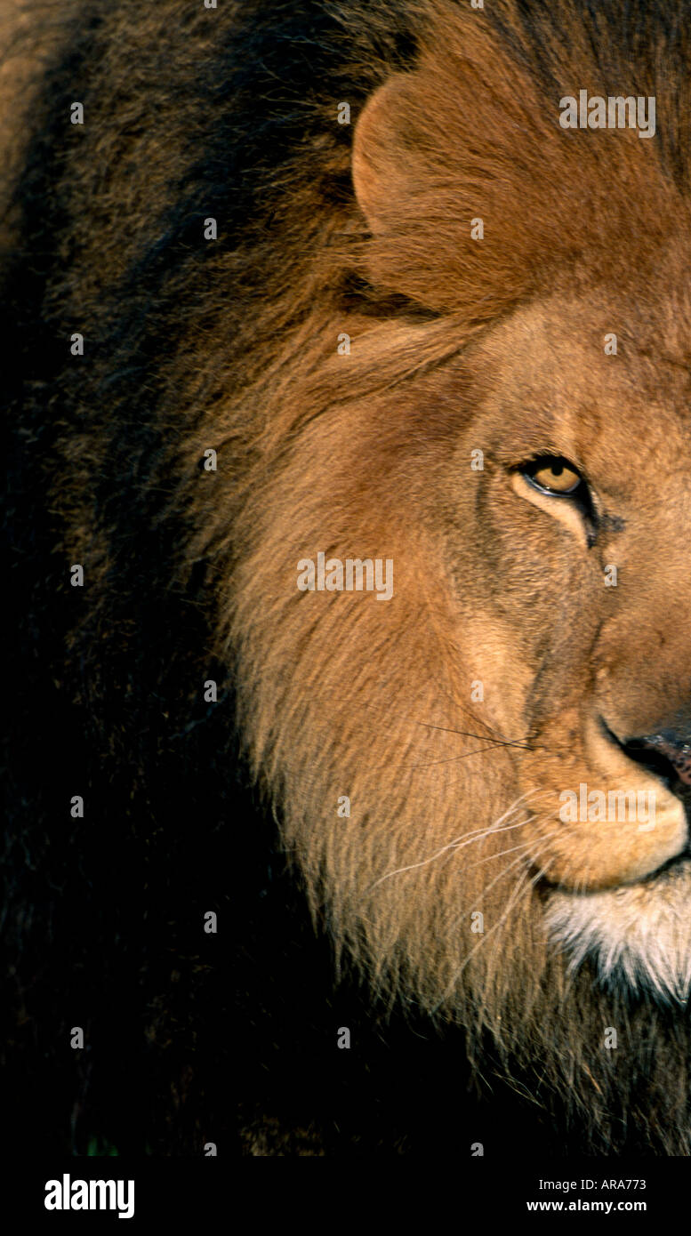Male Lion Headshot Stock Photo - Alamy