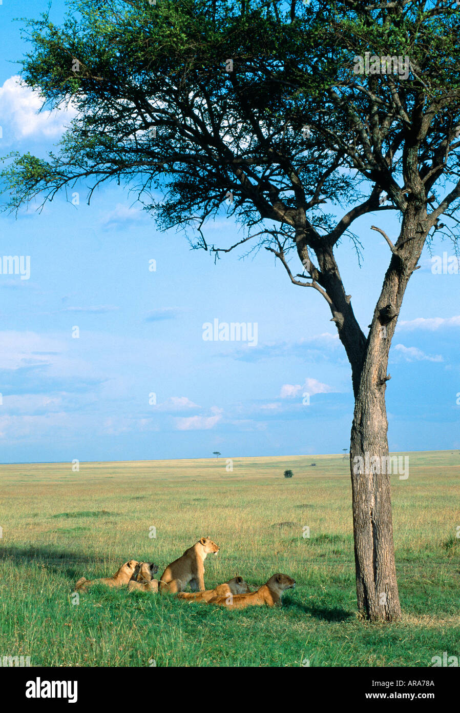 Lions sleeping under a tree Masai Mara National Park Kenya Stock Photo ...
