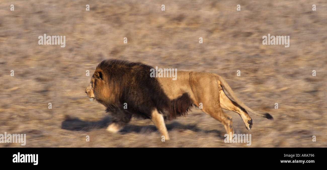 Male lion running hi-res stock photography and images - Alamy