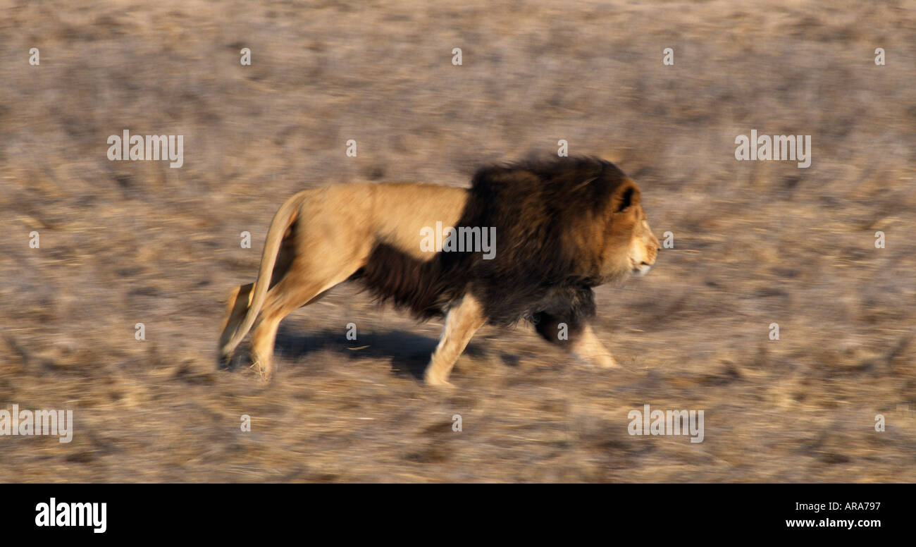 Male Lions Running