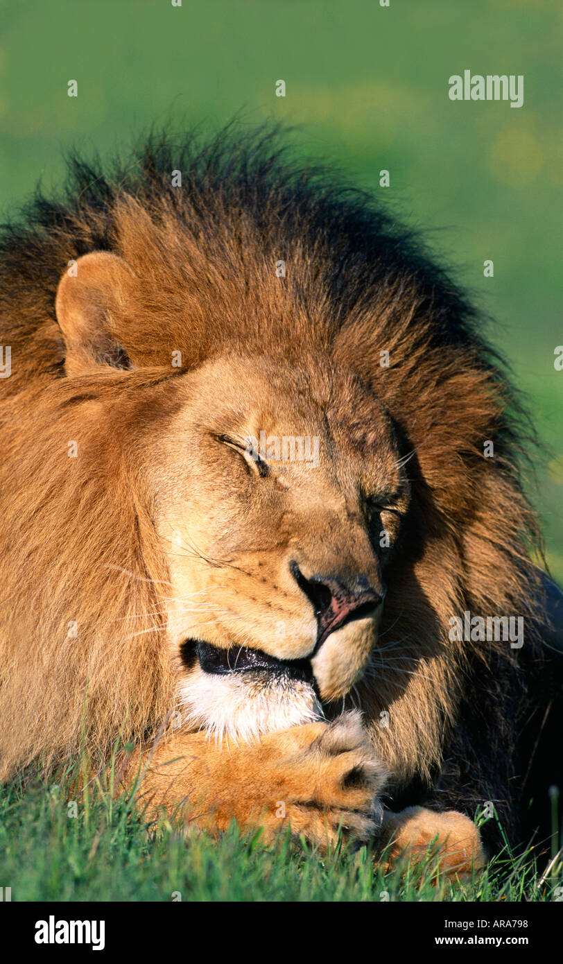 Lion Sleeping High Resolution Stock Photography and Images - Alamy