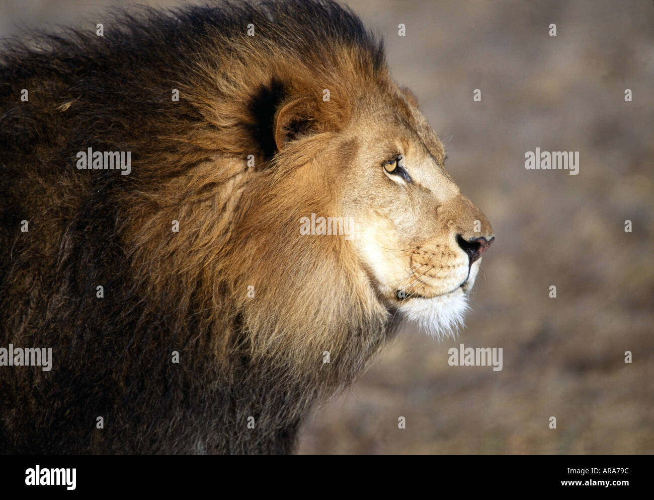 Strong lion hi-res stock photography and images - Alamy