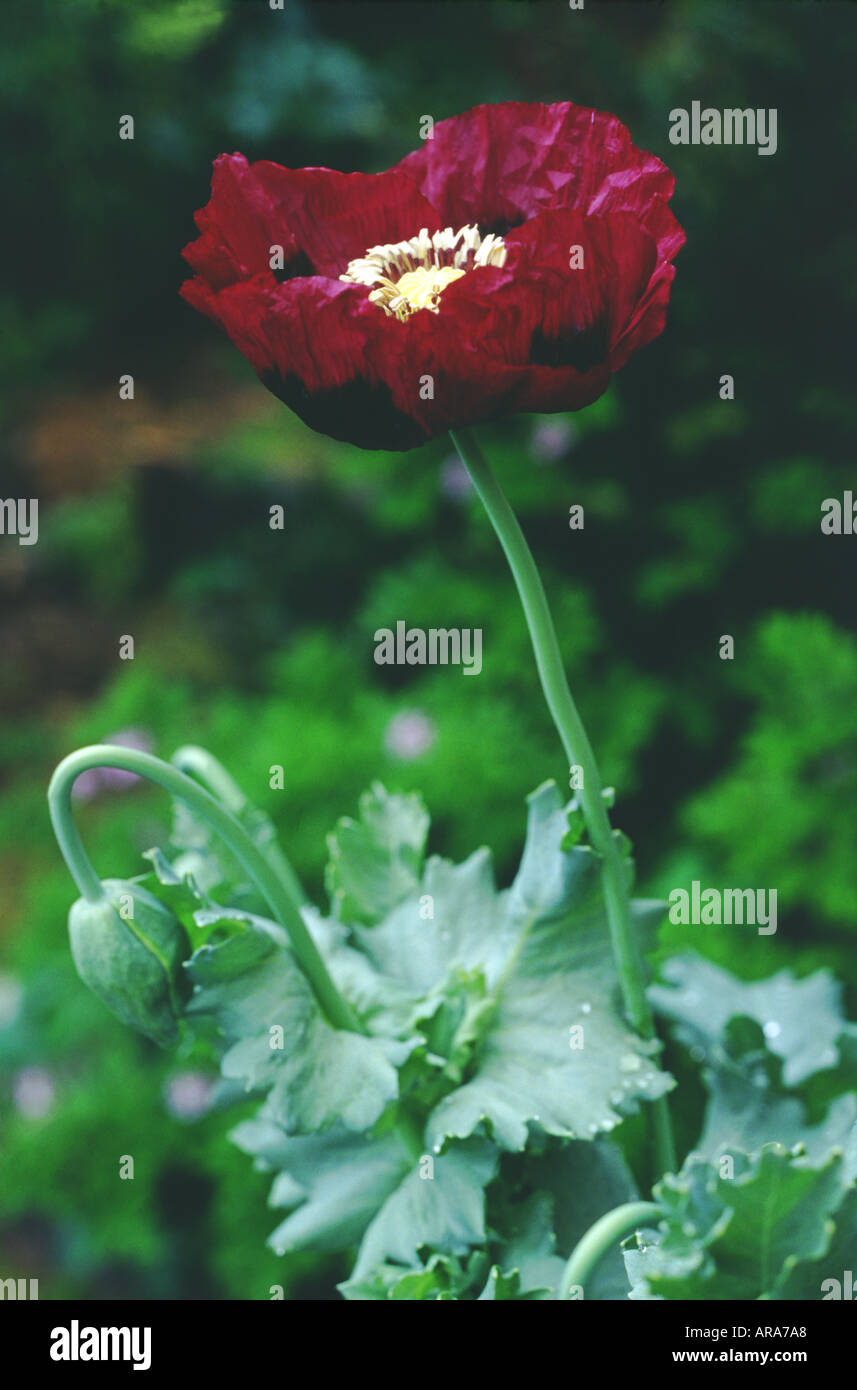 Opium poppy in bloom Stock Photo - Alamy
