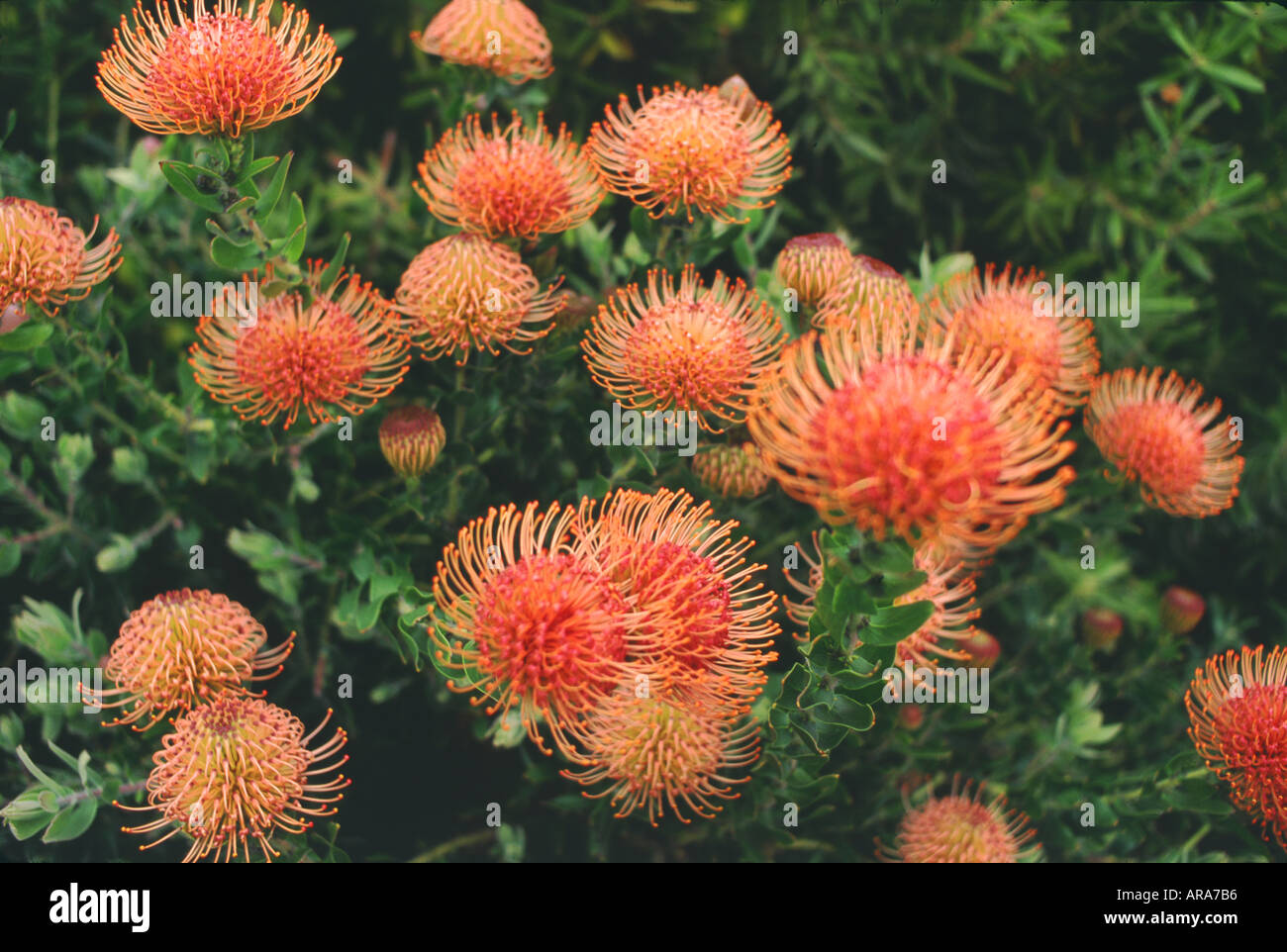 Protea Variety Nodding pincushion Stock Photo - Alamy