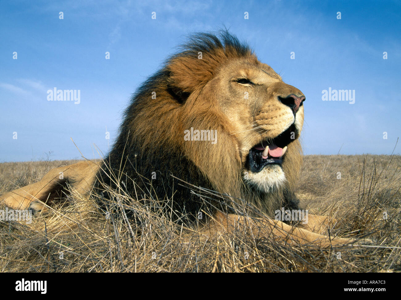 Male Lion Stock Photo - Alamy